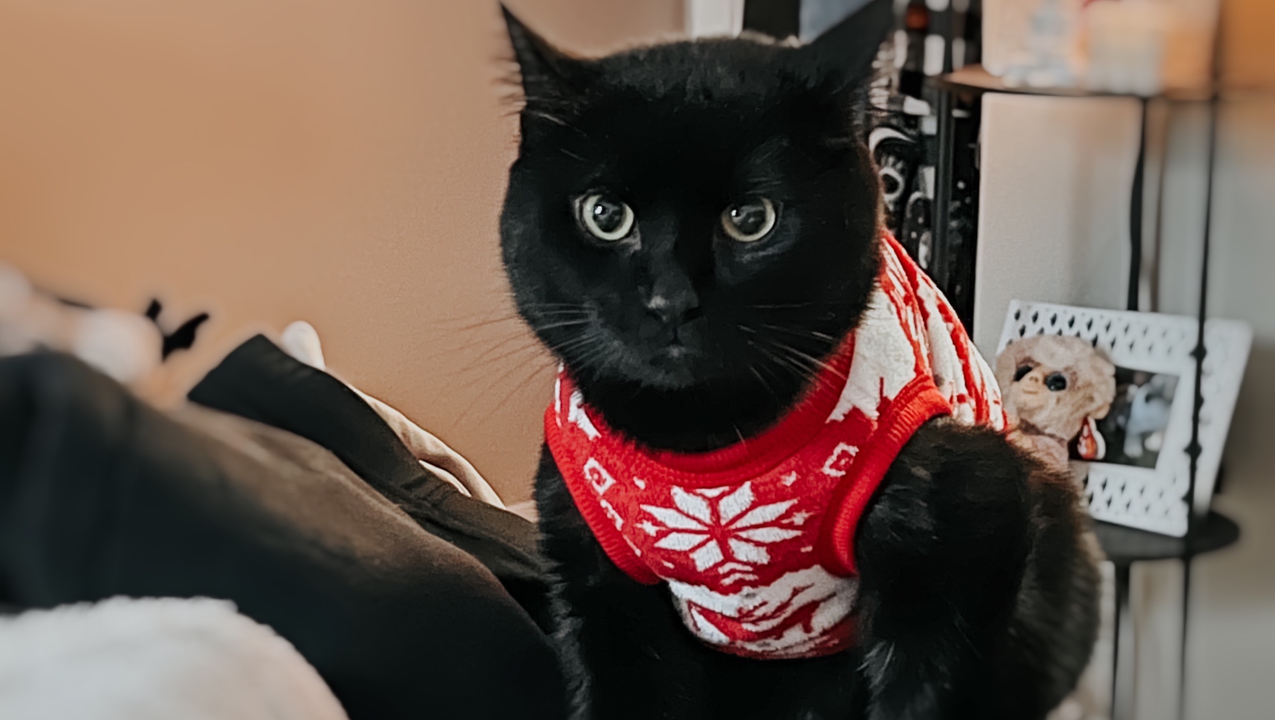 Fundraiser by Beatriz Mohr : Help Archer Beat FIP: Donate for His Cure