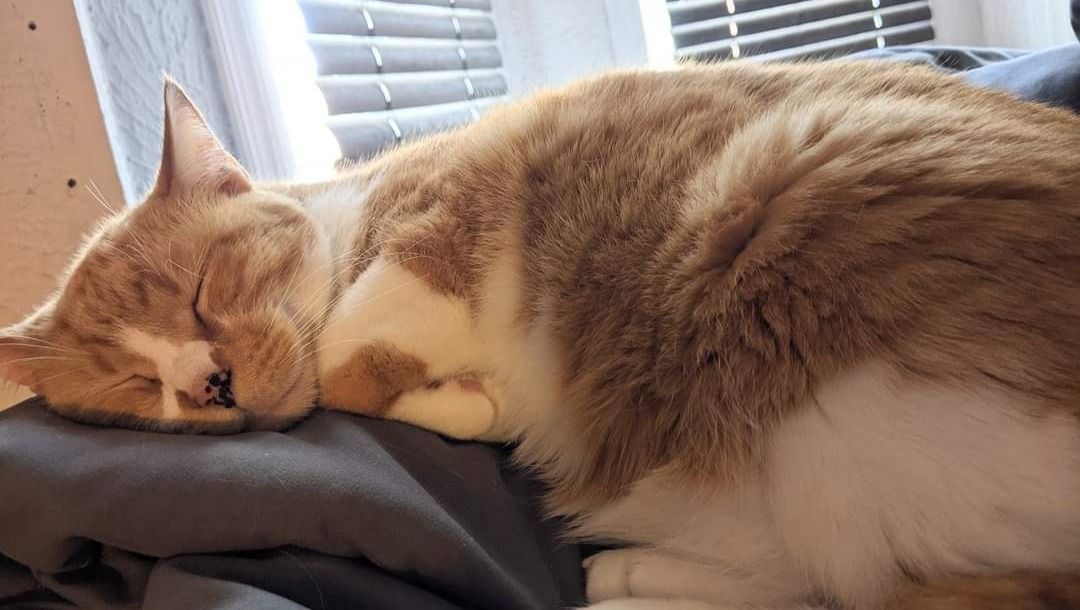 Fundraiser by Jessalyn Alany : Help Hobbes Feel Better ASAP!