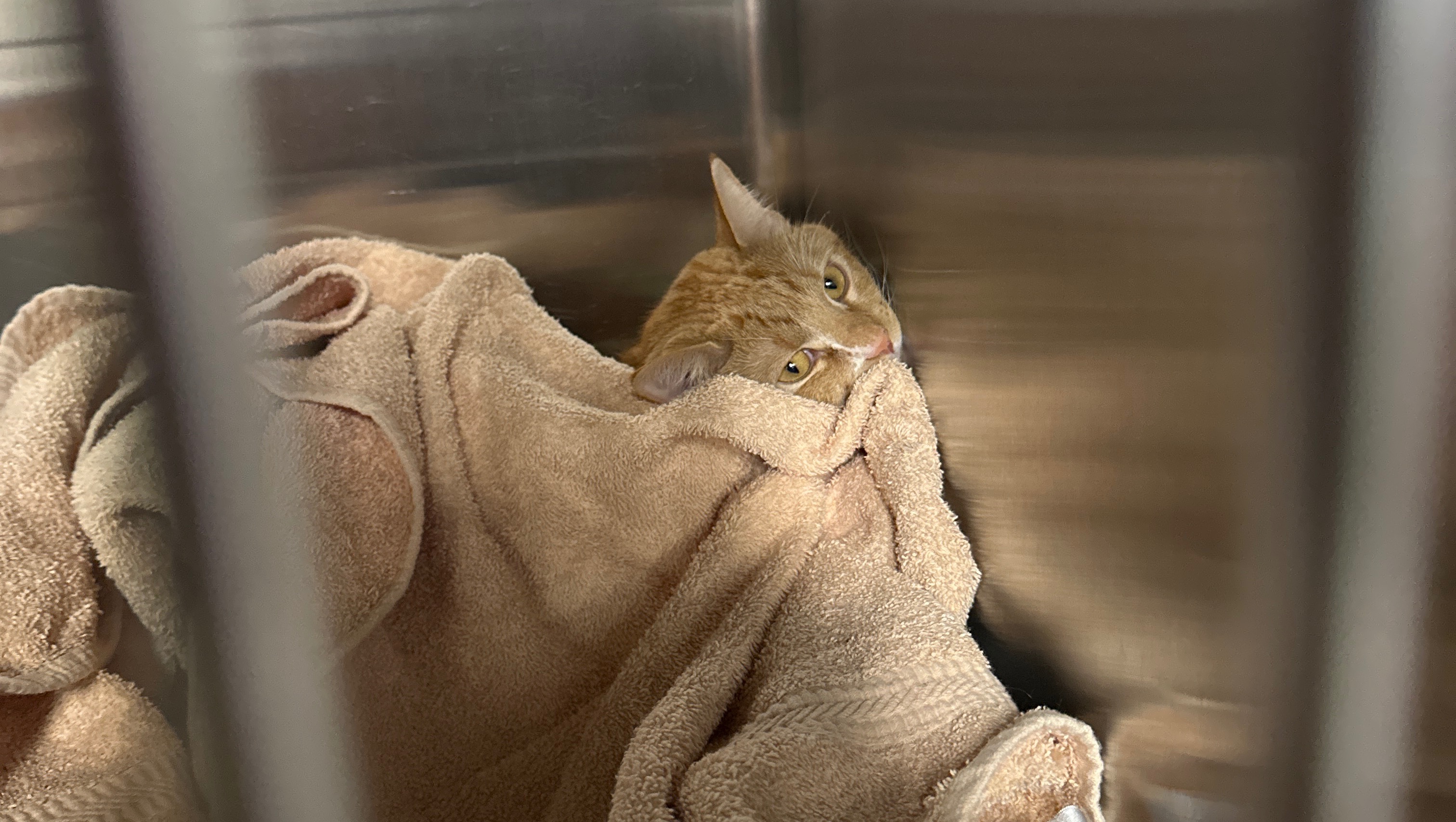 Fundraiser by Eli Calderon : Eros Needs You: Surgery for Our Furry Friend