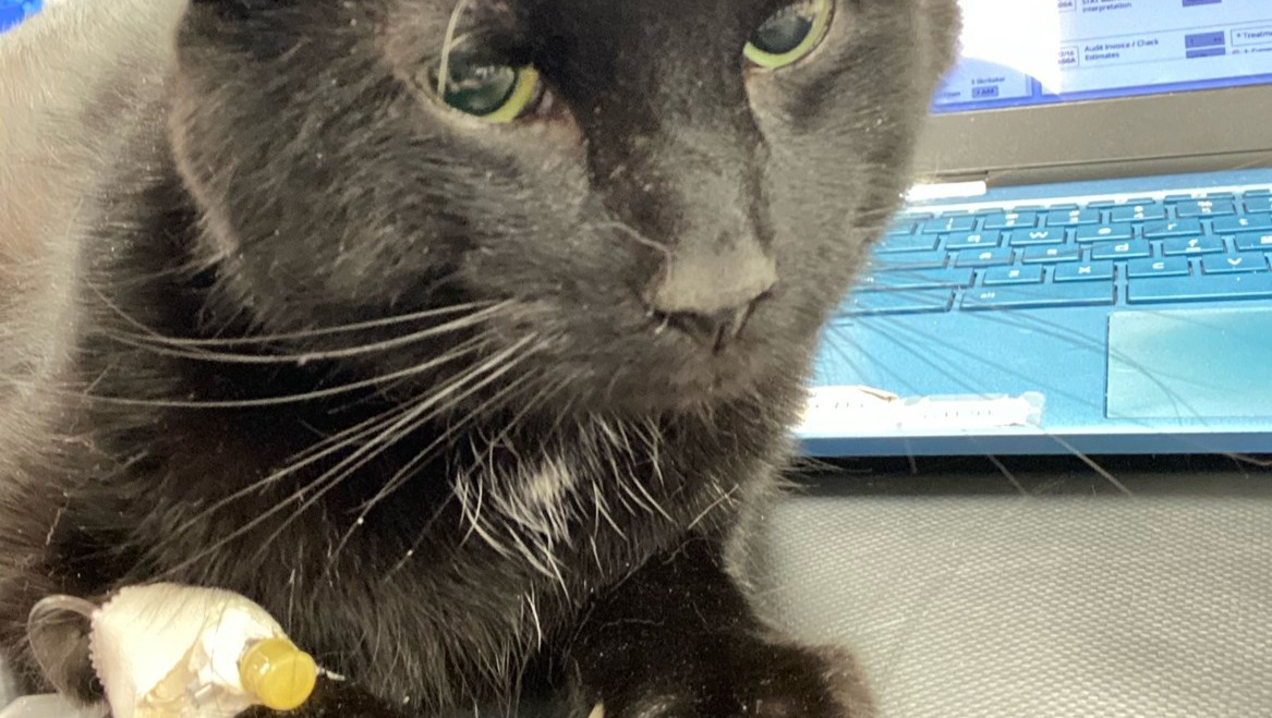 Fundraiser by Bethany Shields : Lucipurr's Urgent Medical Need