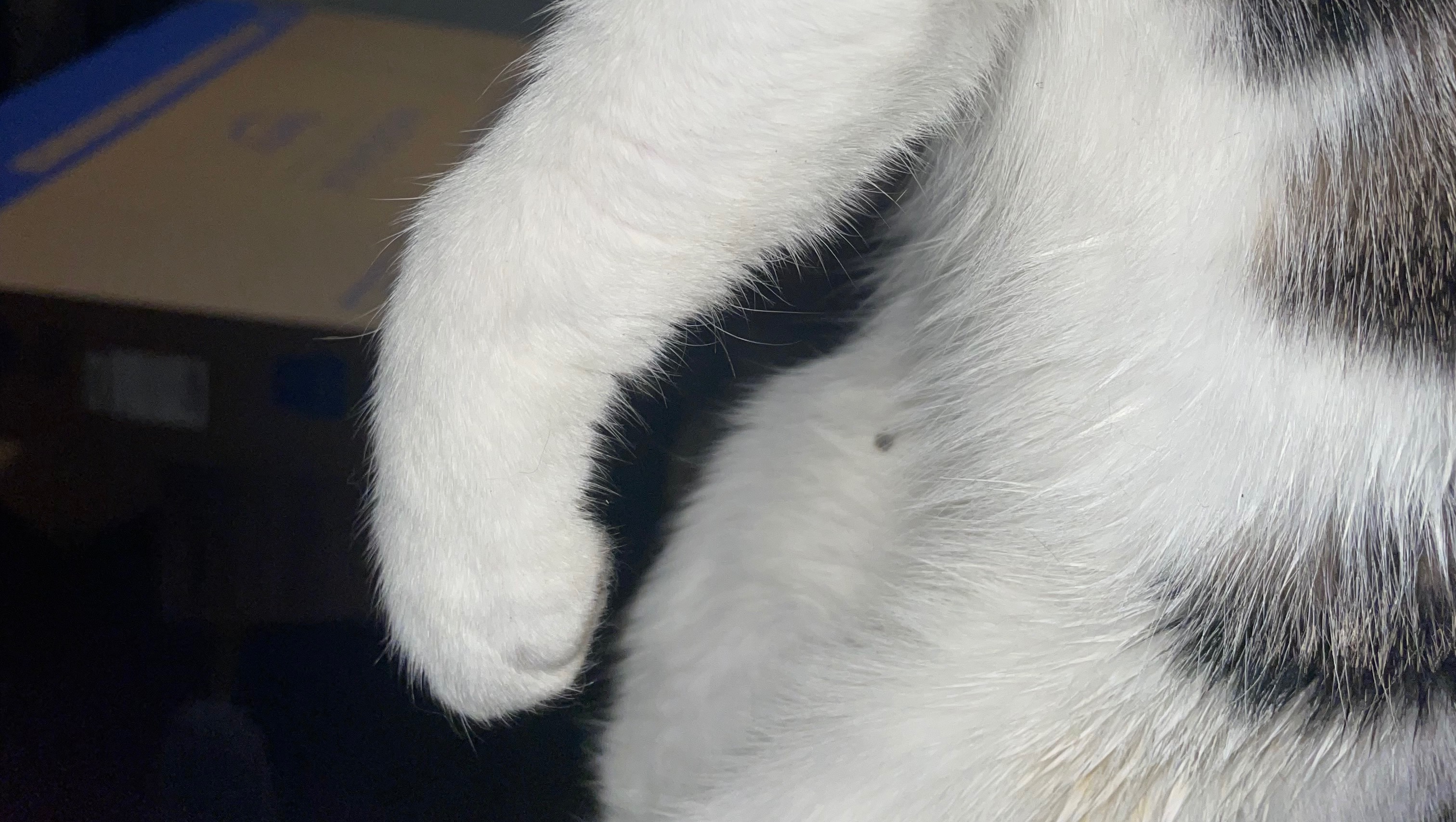 Fundraiser by Jessica Brewster : Help Save Our Cat's Broken Arm