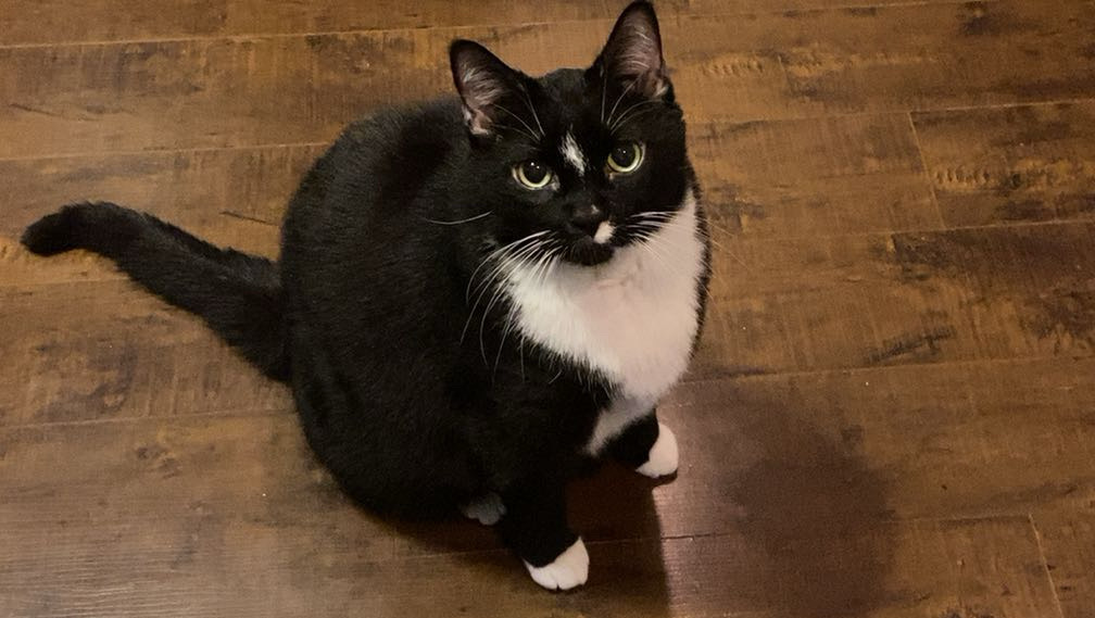 Fundraiser by Haley-Ann Kirkham : Help Loki and his family ️