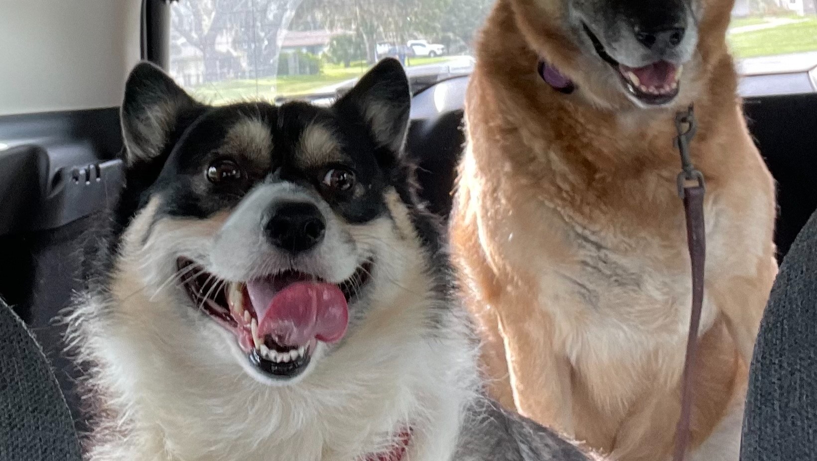 Fundraiser by Peter Caruana : Help Lily Recover from Severe Dog Attack