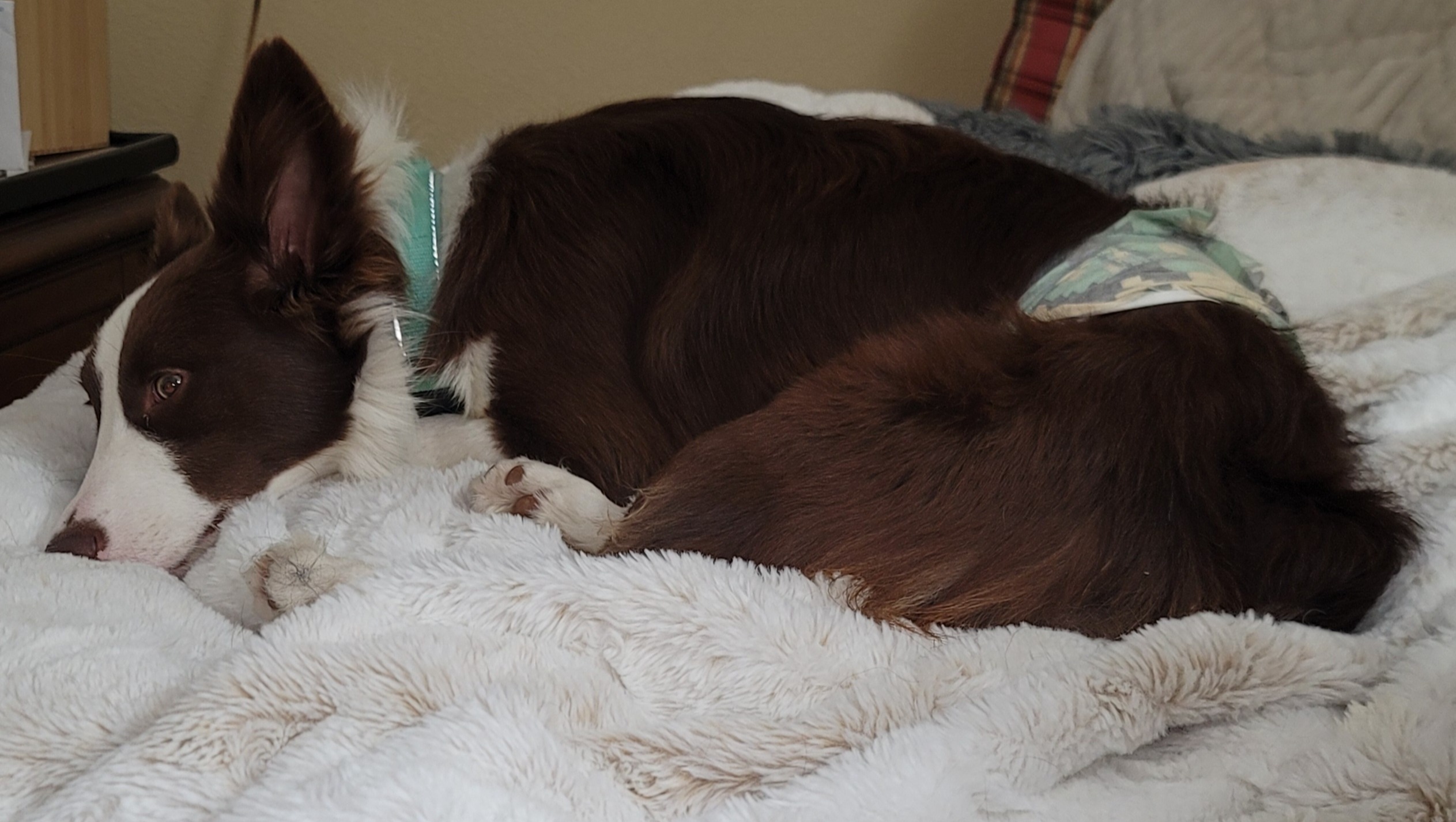 Fundraiser by Cary Collier : Help Jett the lovable Aussie Get Care He ...