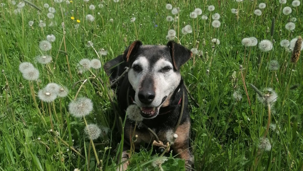 Fundraiser by Ralf Hartmann : Nach kurzer, schwerer Krankheit leider ...