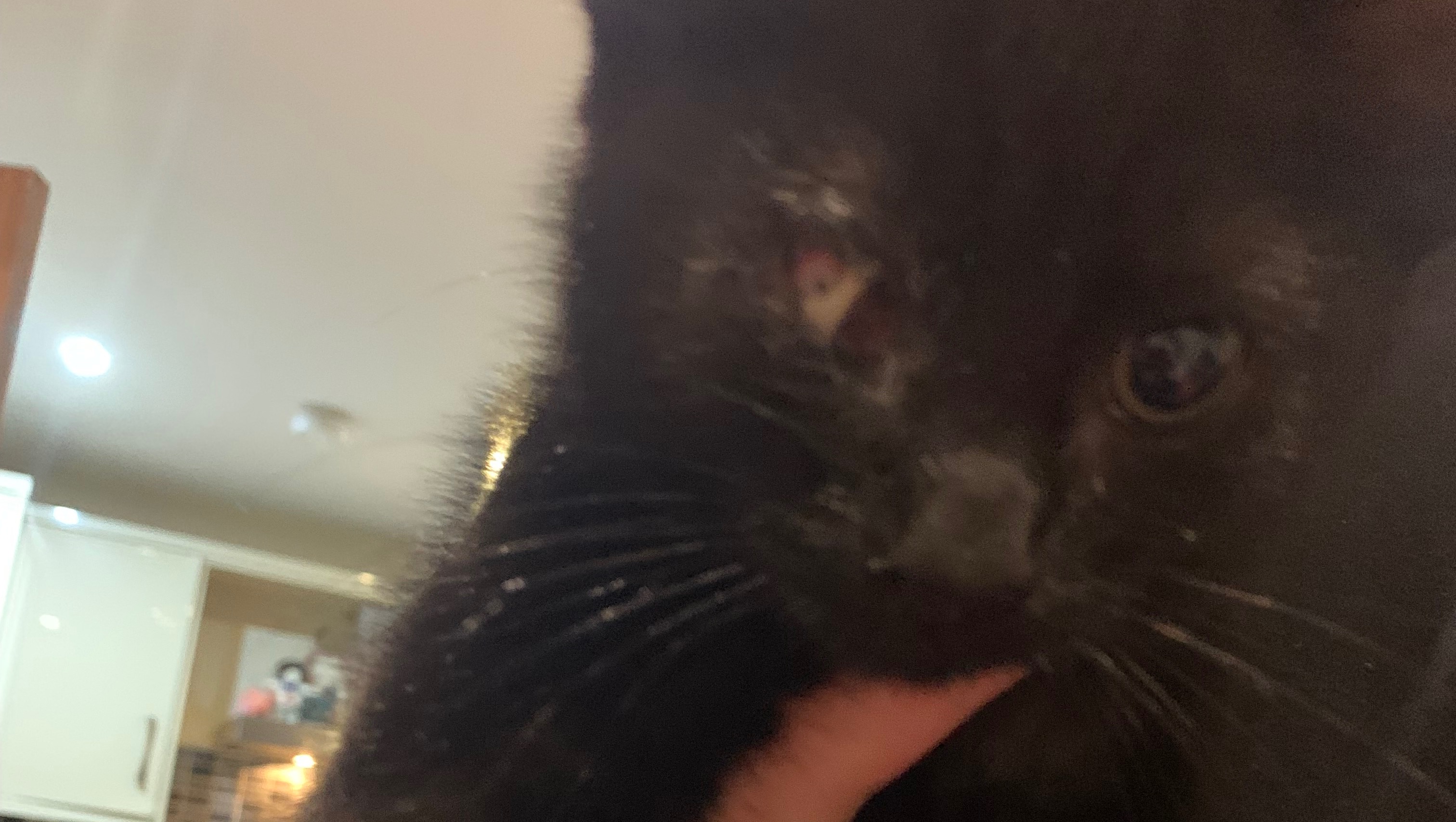 Fundraiser by Christina Harbinson : Joe (the Kitten) Eye Operation