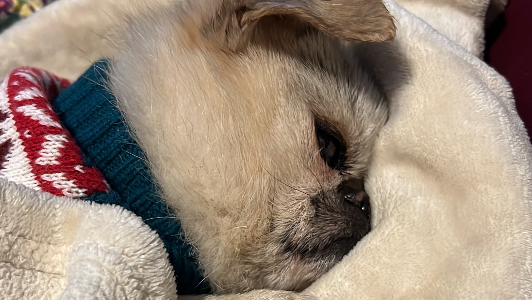 Fundraiser by Jessica Irizarry : Help Bam Bam Get Life-Saving Surgery ...