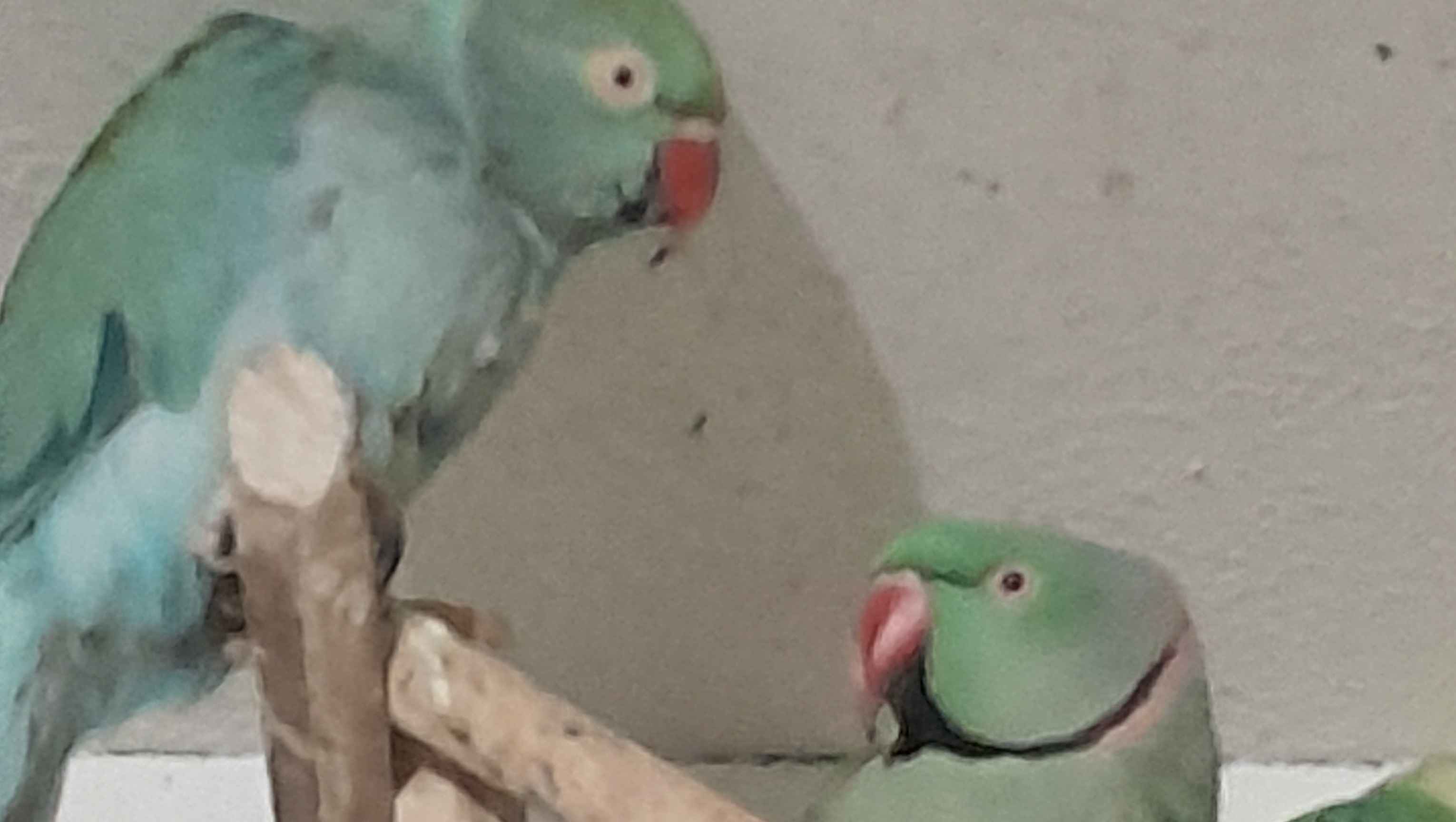 Fundraiser by Sylvia Webberley : Support a Retired Vet Tech's Mission ...