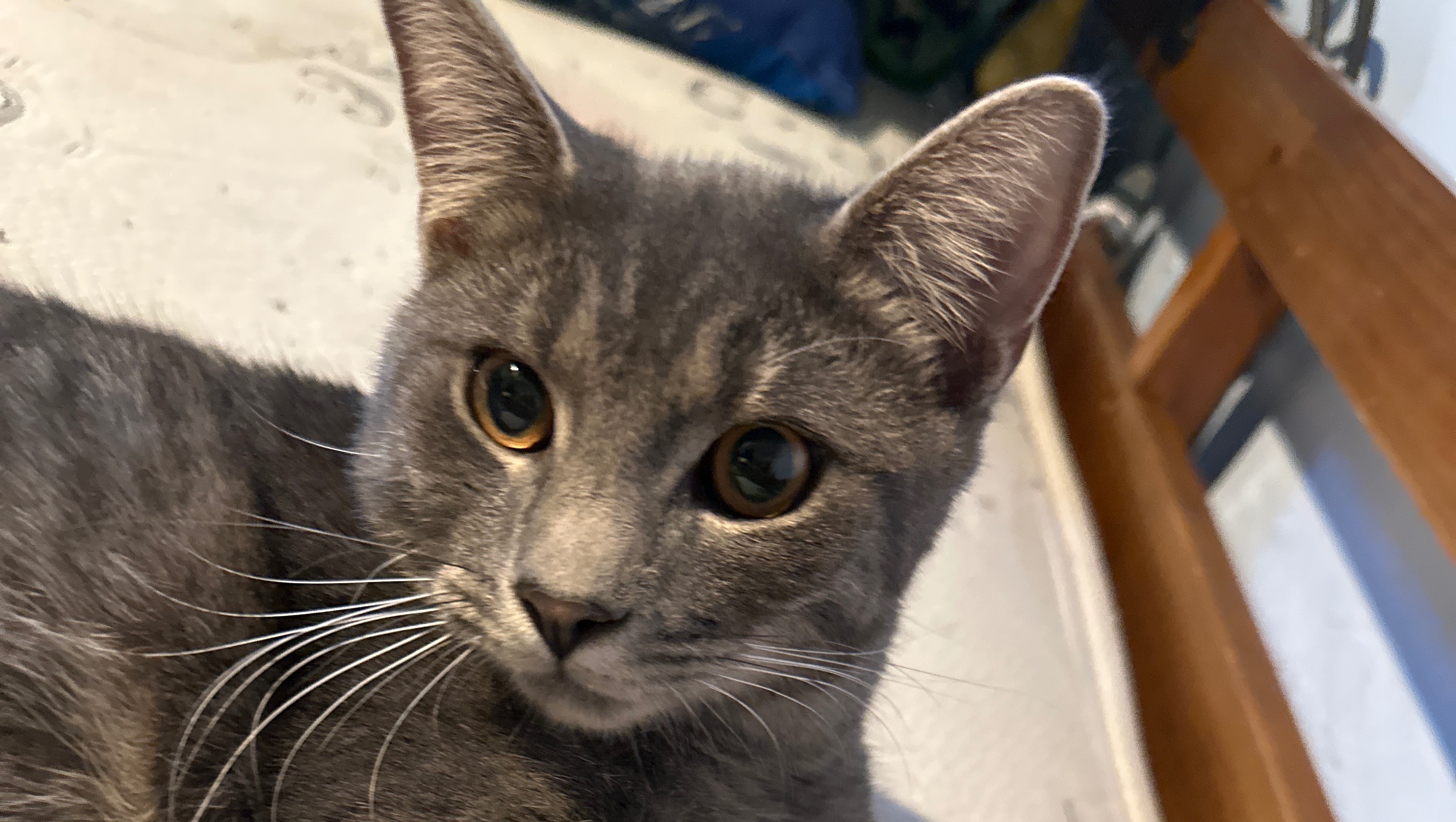 Fundraiser by Christine Crespo : Christine's Cat Cooper Needs Urgent Help