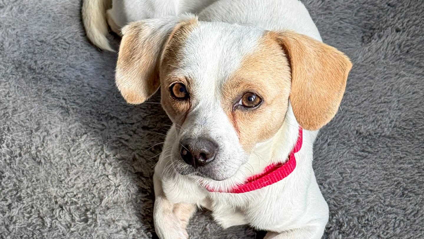 Fundraiser by Kristin Erwin : Eggnog's Treatment Fundraiser