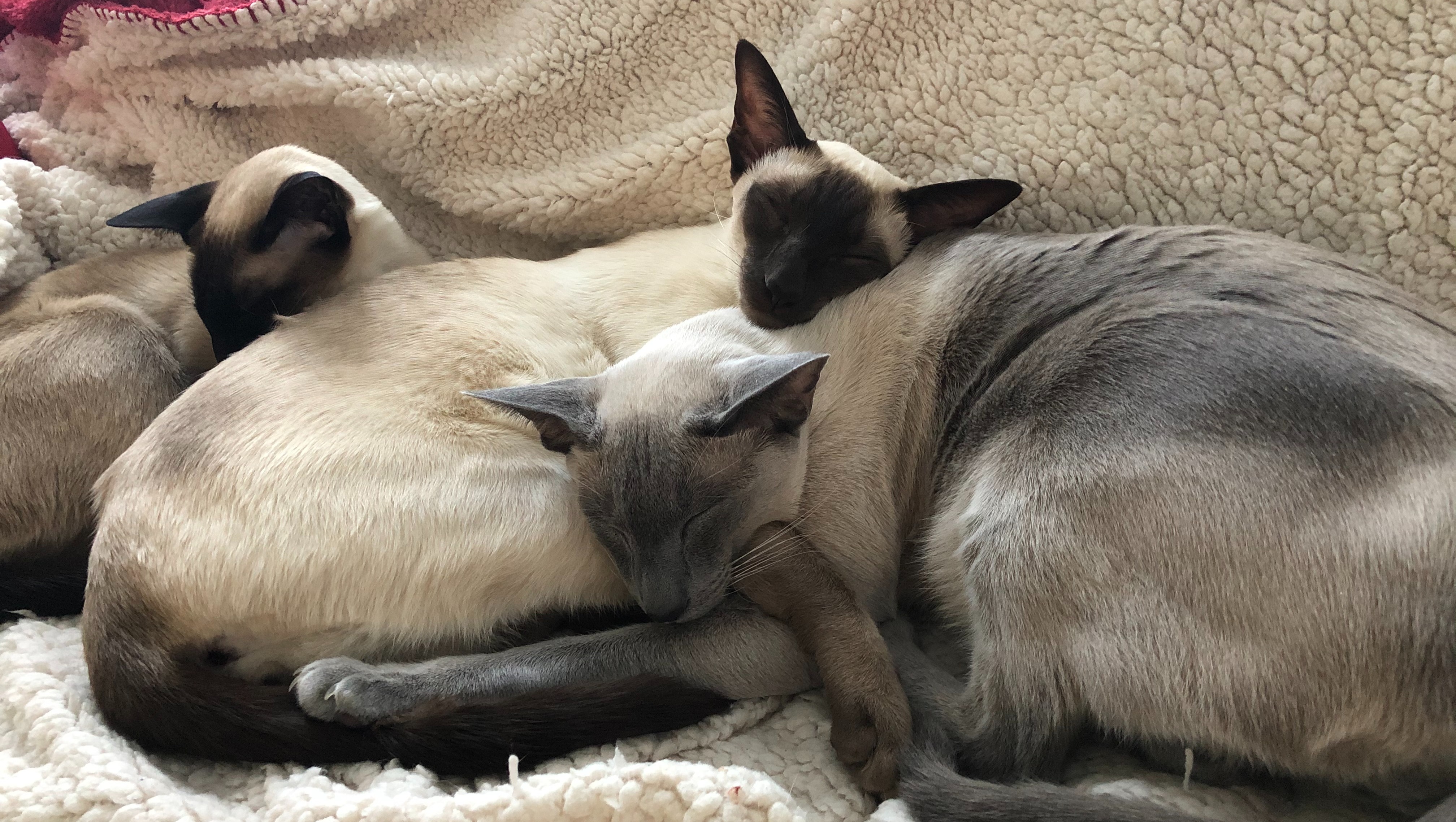 Fundraiser by Laura Howard : Moving Rocky, Ophelia & Shady for Family