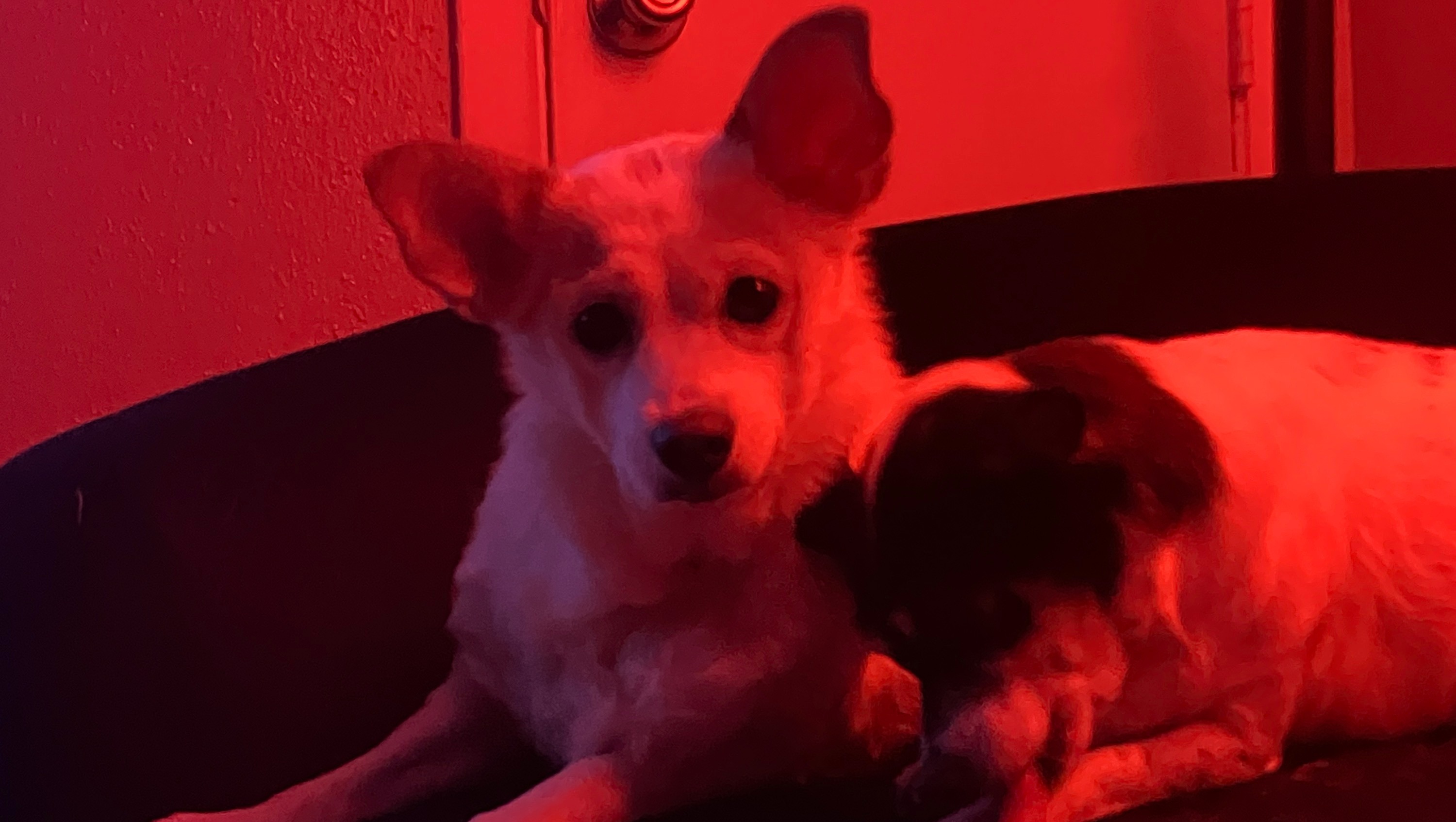 Fundraiser by Wayne Creager : Help Wayne Save Lilly: Urgent Vet Bills