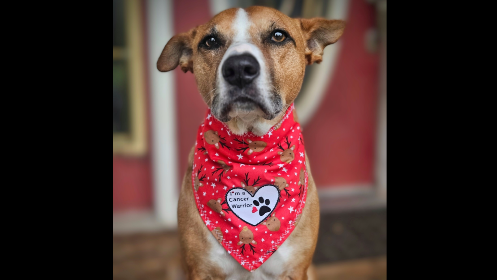 Fundraiser for Ivy Cooper by Aleca Williamson : Help Milo Beat Bladder ...
