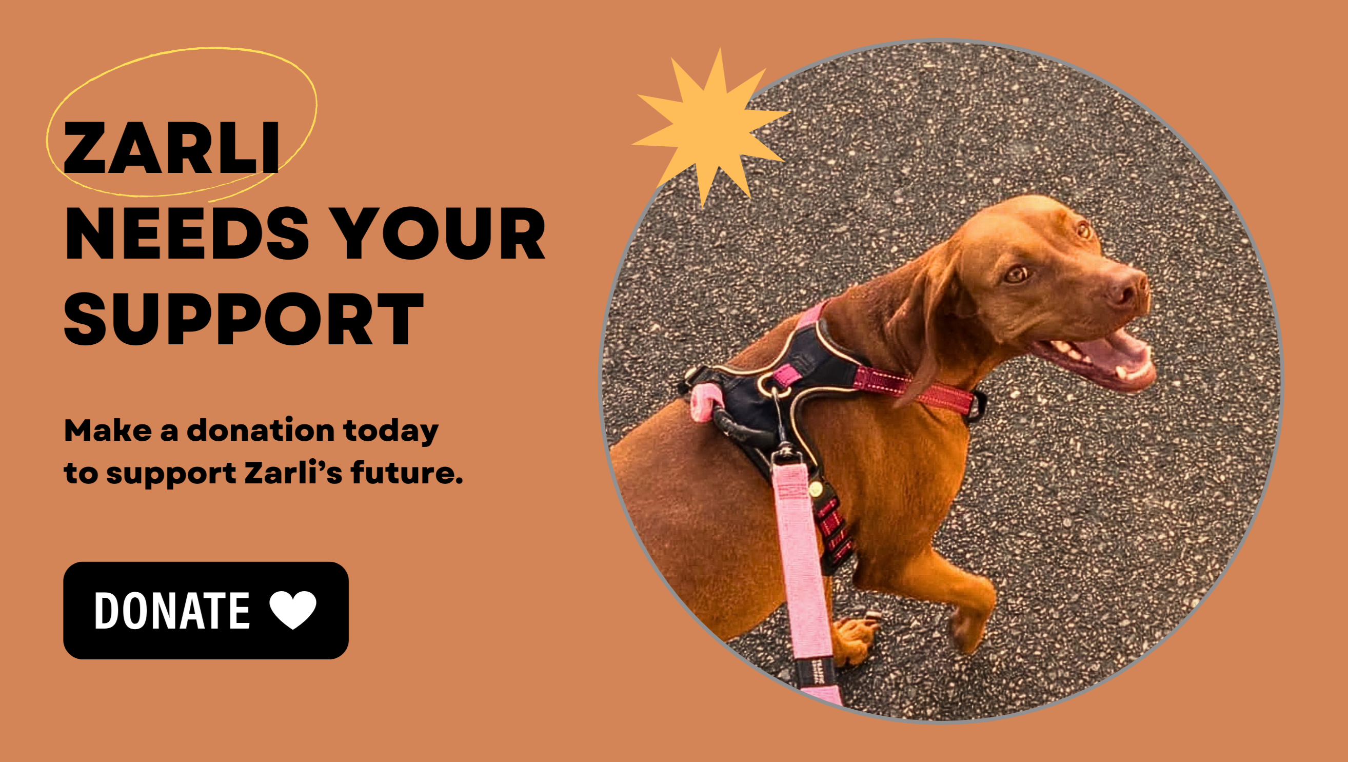 Fundraiser by Caitlin Cook : Help Zarli and Change Australia's Pet Co ...