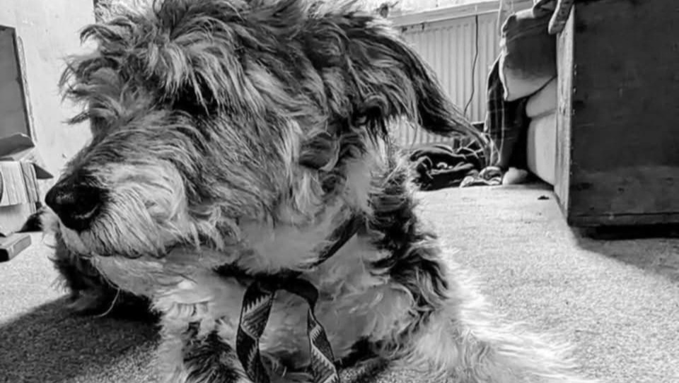 Fundraiser by Justin Kenny : Help Alex get Tess back home