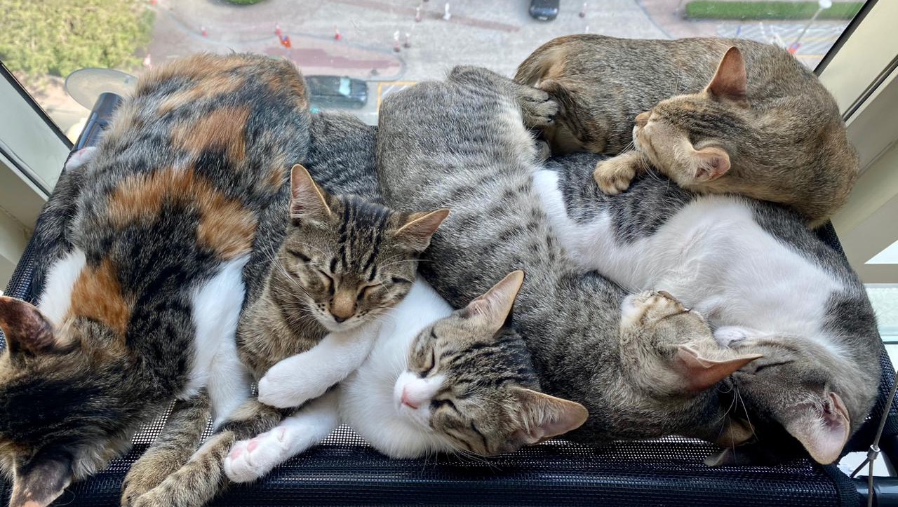 Fundraiser by Emma S : Help little Maus fly to their new lives in Europe