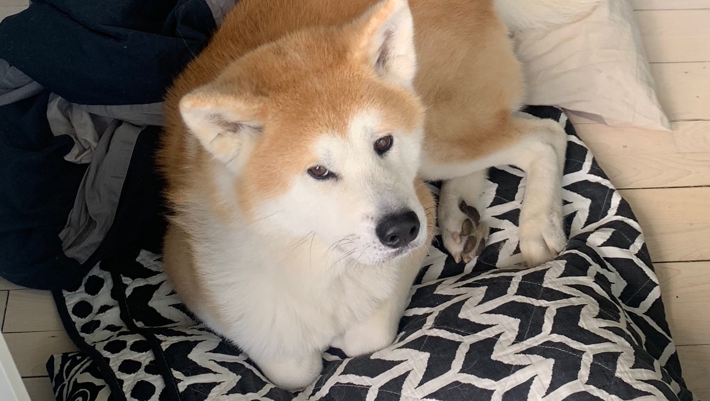 Fundraiser by Cheri Passera : my best friend’s heart need help