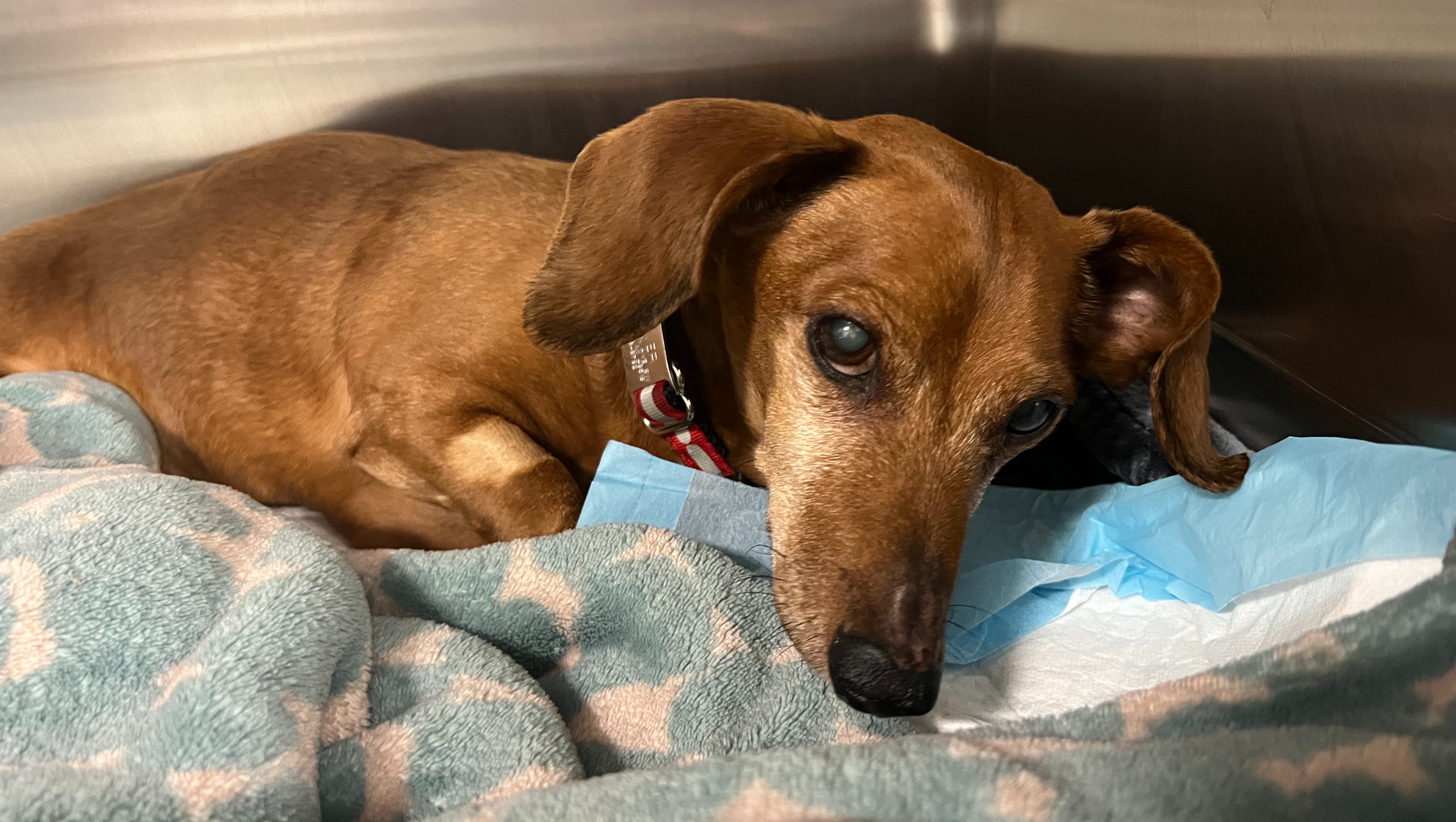 Fundraiser by Kelly Cleaver : Support Oliver's Brave Fight for Recovery