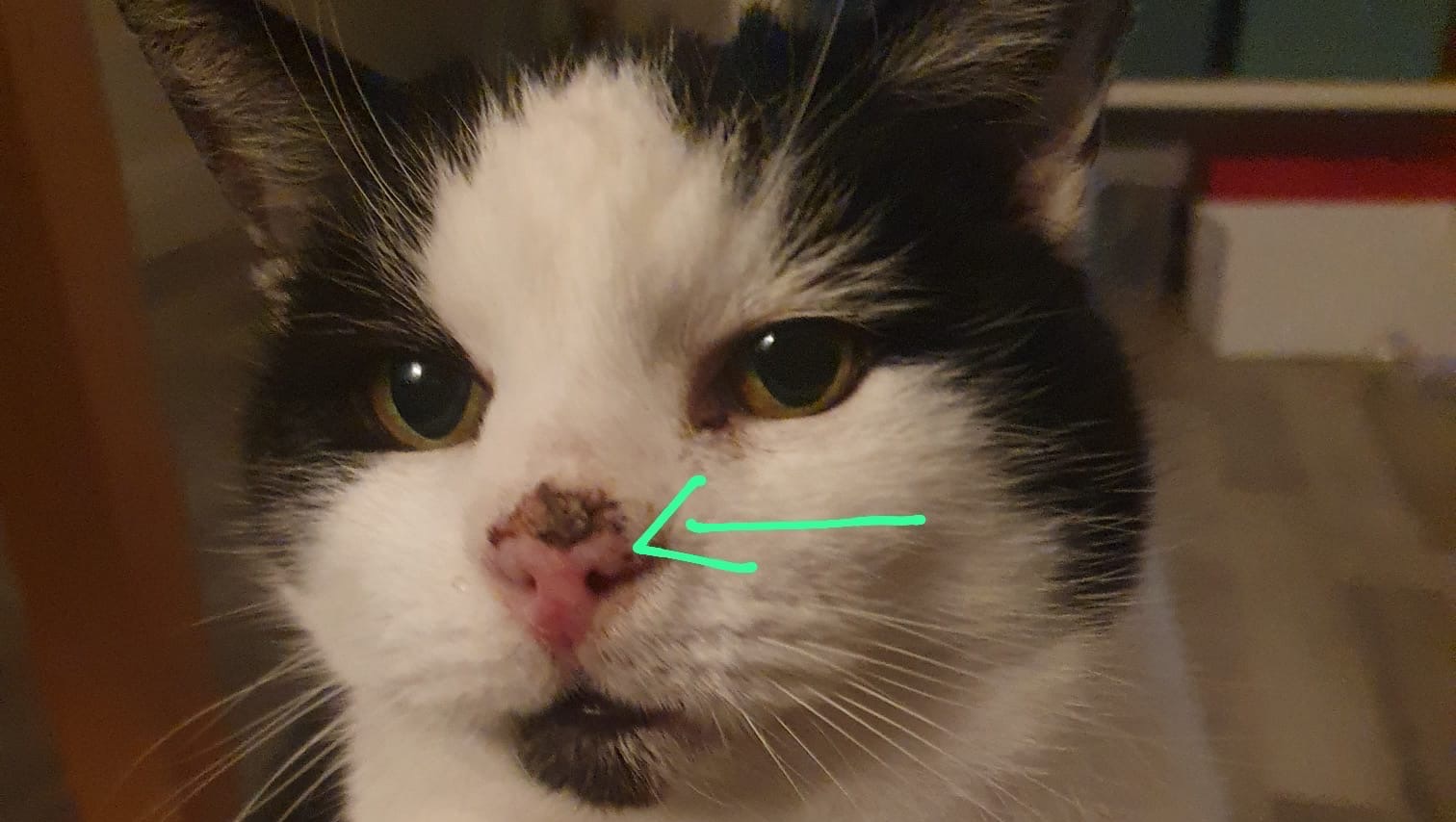 Fundraiser by Georgia Walby : Simone needs urgent surgery for her nose ...