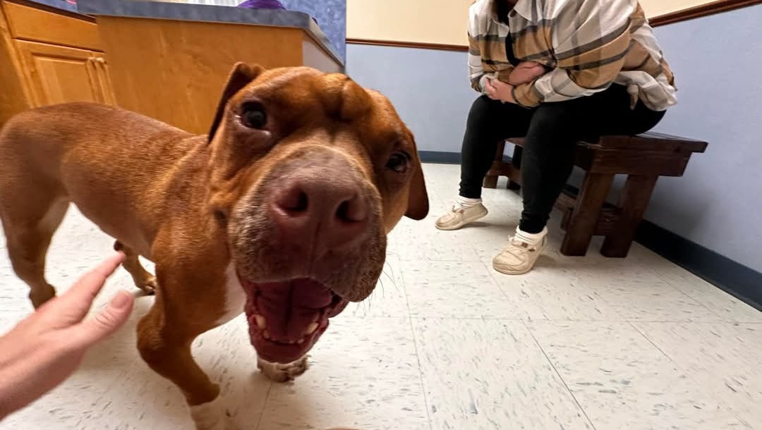 Fundraiser by Wendy Mathis : Tim and Melissa's Puppy Needs You