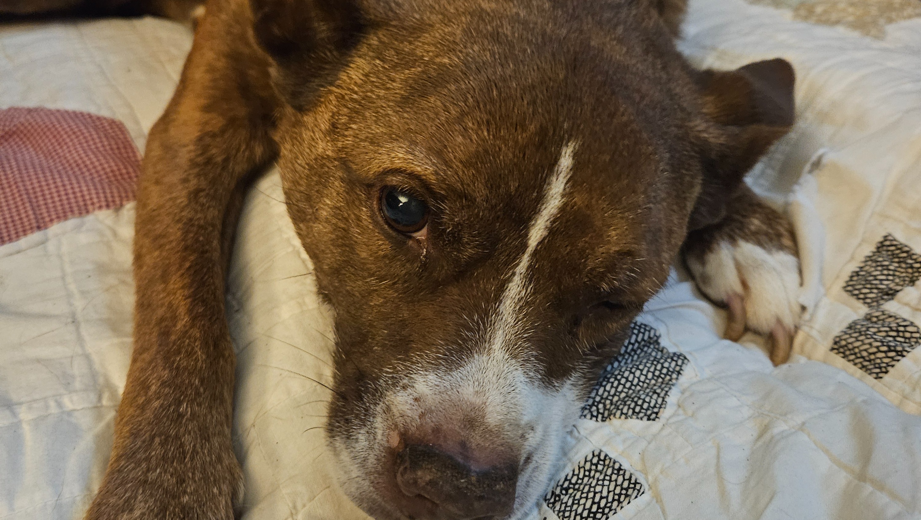 Fundraiser by Toni Stanley : Save Nugget: Urgent Vet Care Needed