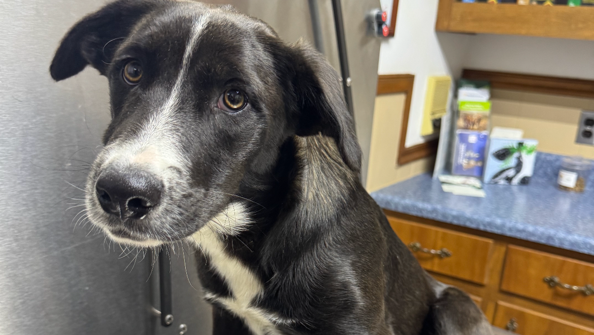 Fundraiser by Addie Dickson : Help Lucas Walk Again: A Puppy’s Fight ...