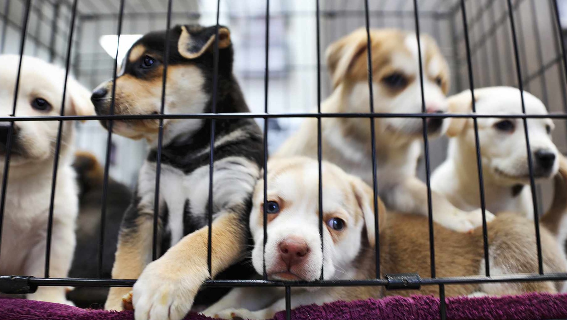 Fundraiser by Logan Fliegel : Paws Up! Let's help animals in need this ...