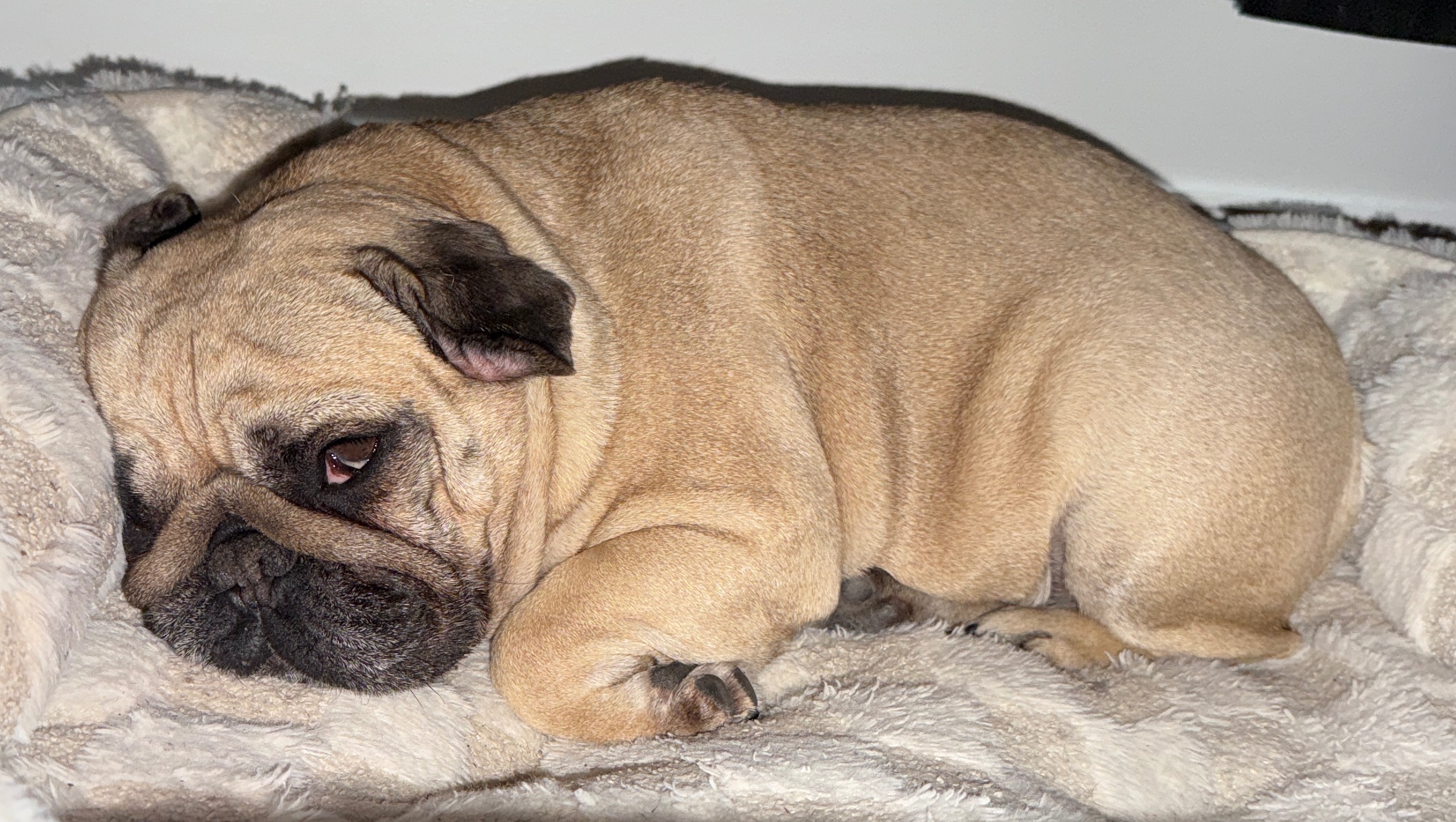 Fundraiser by Paige Harding : Help Gigi Get the Surgery She Needs