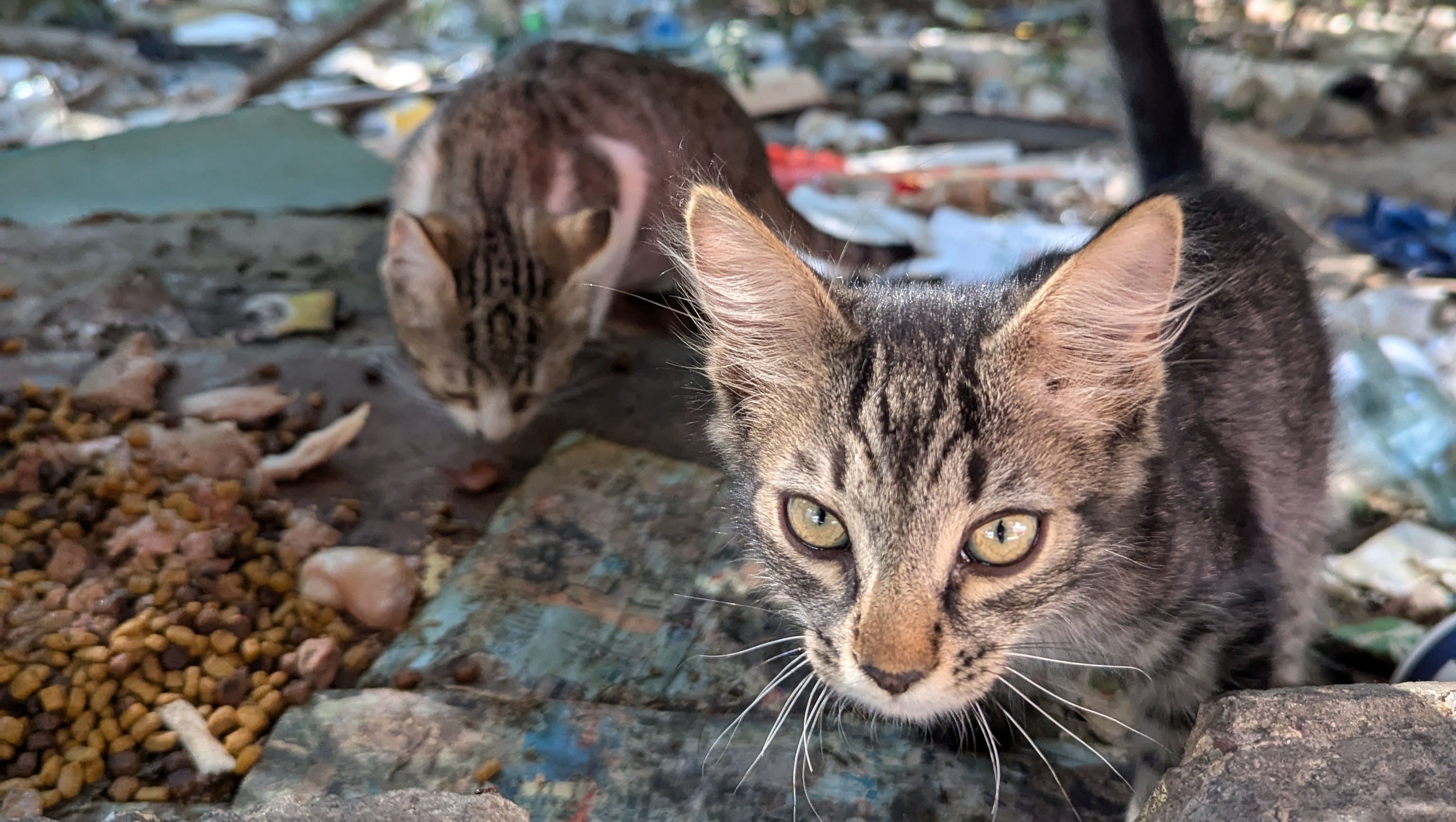 Fundraiser by Peter Bowerman : Help Us With The Street Cats, Medical ...