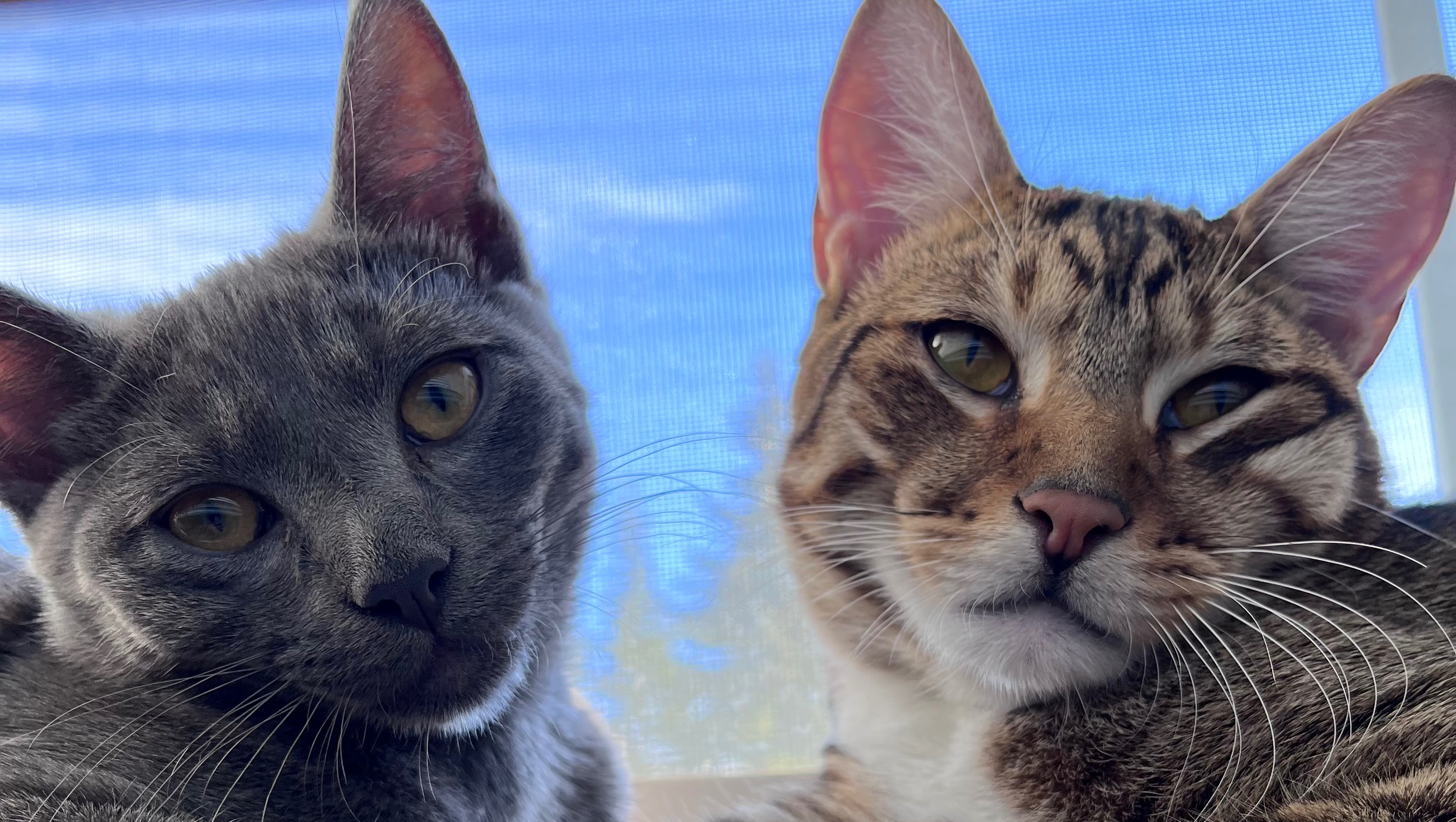 Fundraiser by Anna Poulton : Support Needed to Pay Koa's Final Expenses & bring him home