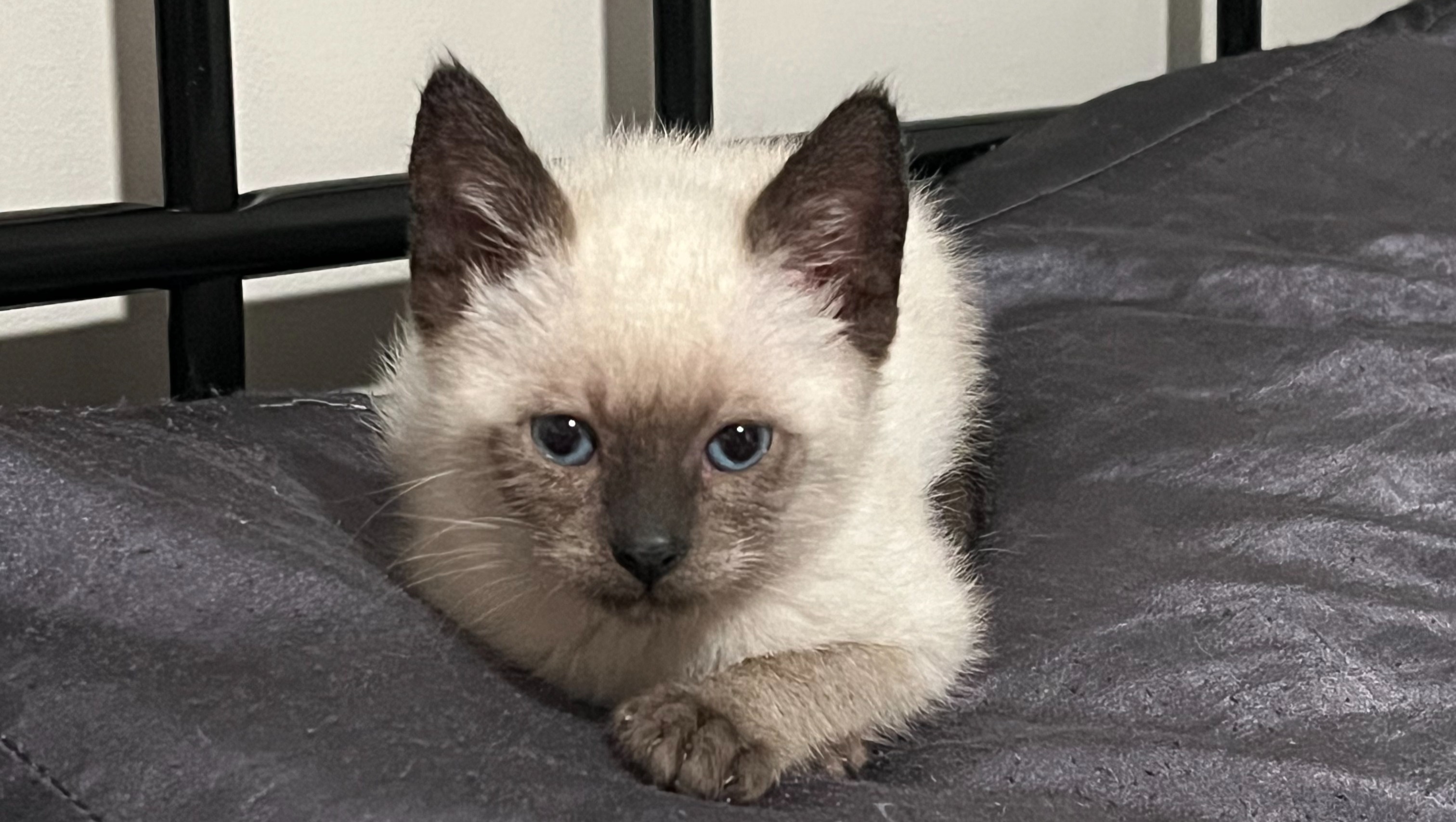 Fundraiser by Kelly Tabarez : Save Apple Pie! This Kitten Needs Life ...