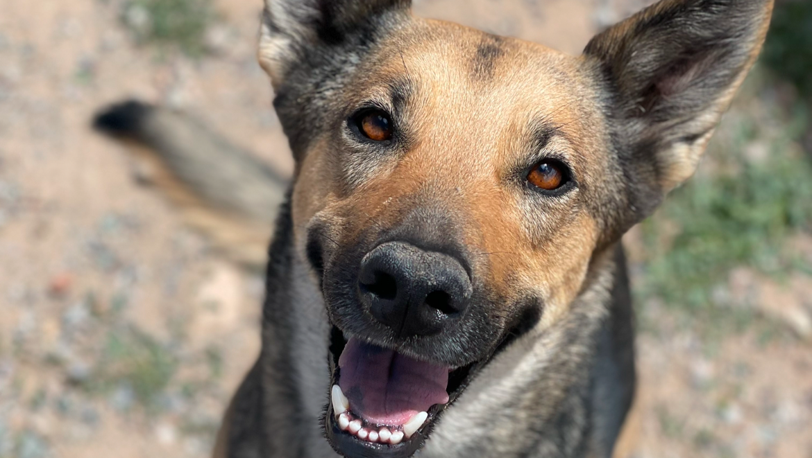 Fundraiser by Roshawna Jack : Help Gracie Recover: Support Her Surgery