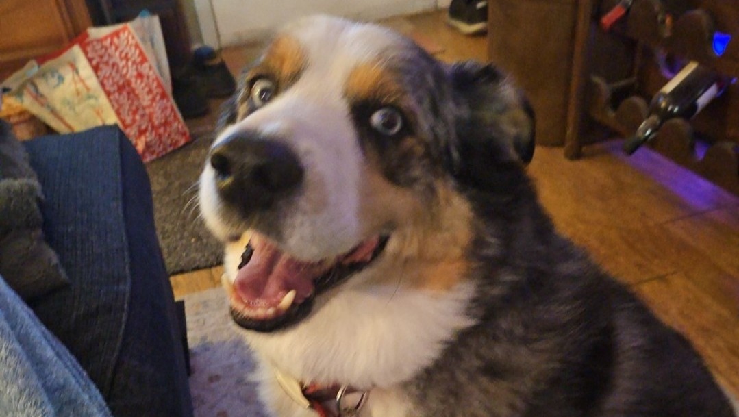 Fundraiser by Geo Brawn IV : Help Buddy Heal: Support Geo's Best Friend