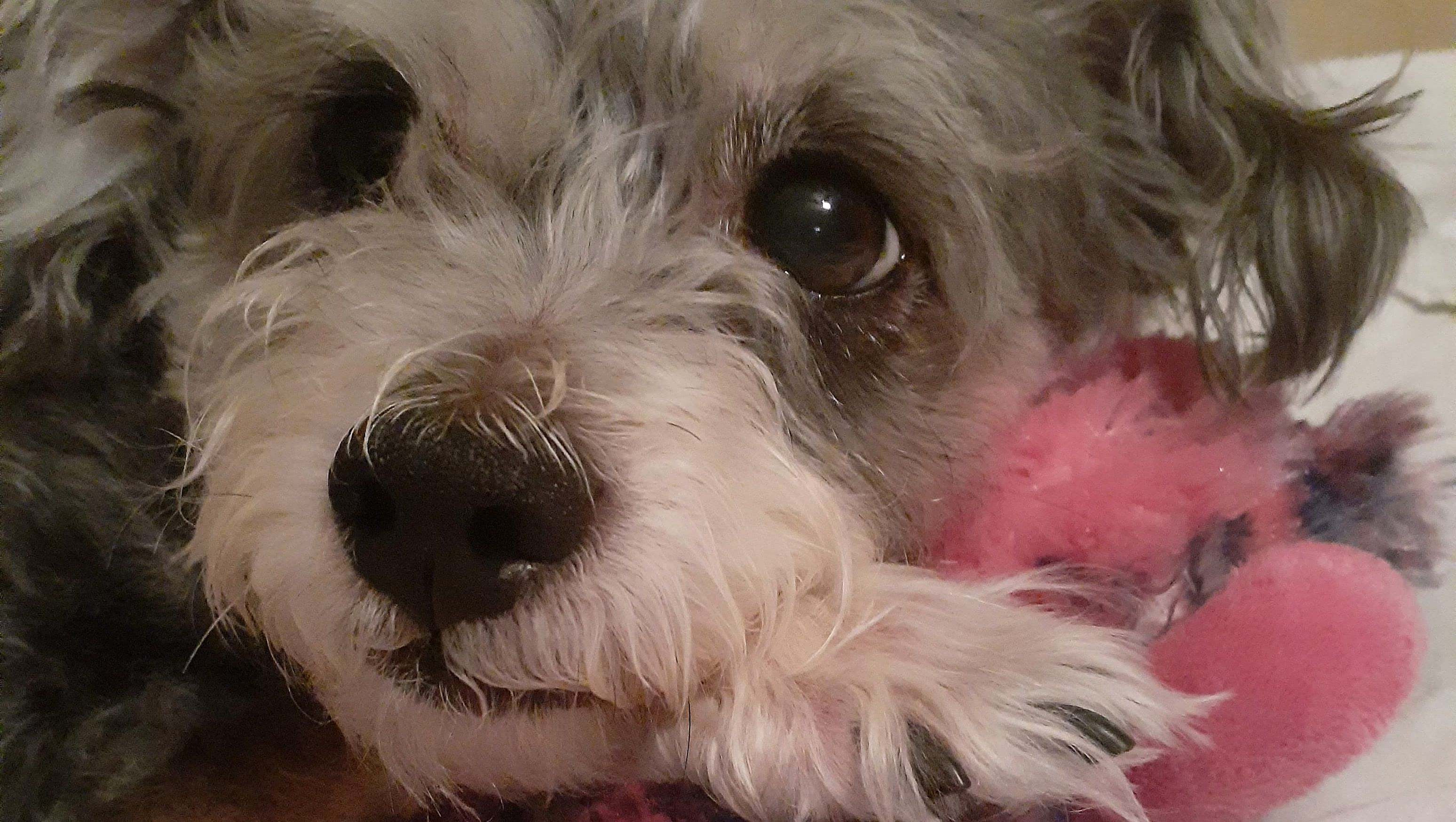 Fundraiser by Nadia C : Support Nadia in her tragic loss (Pebblez)