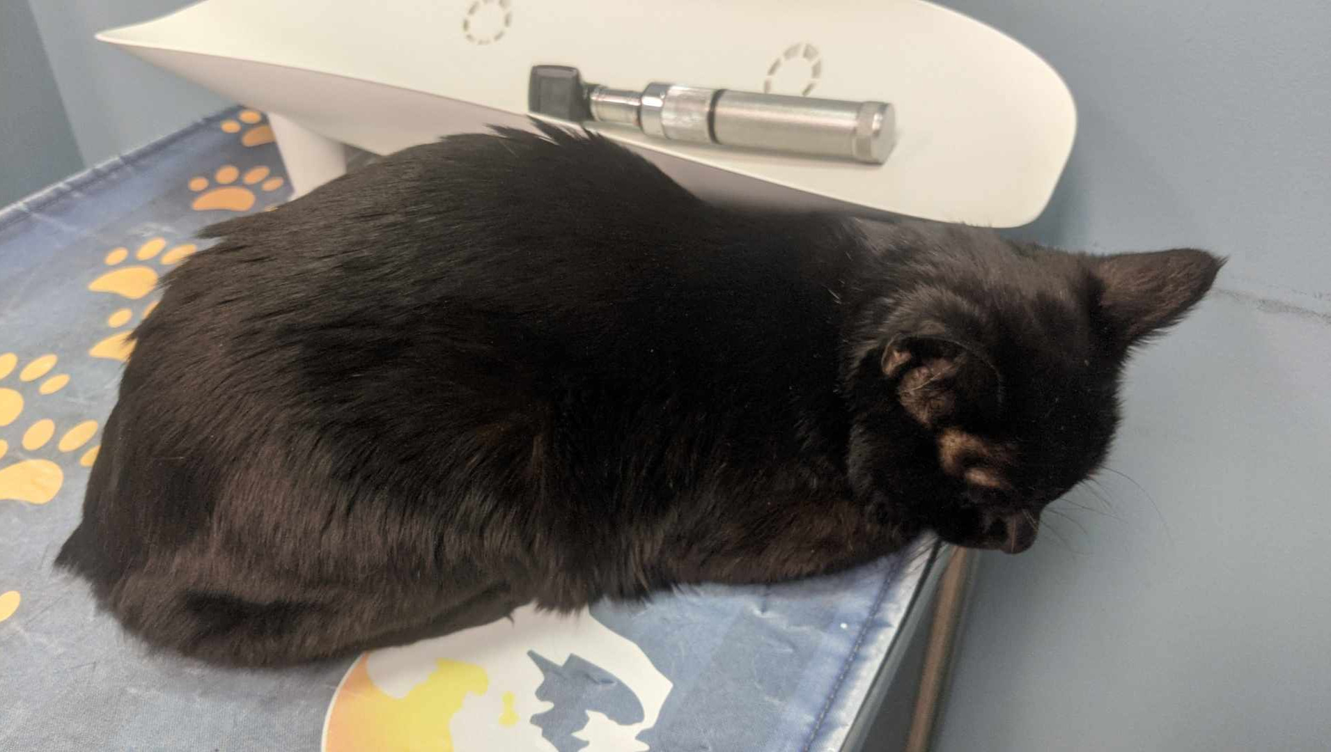 Fundraiser by Lance Bohaker : Saying good-bye to Setemheb (Buddy).