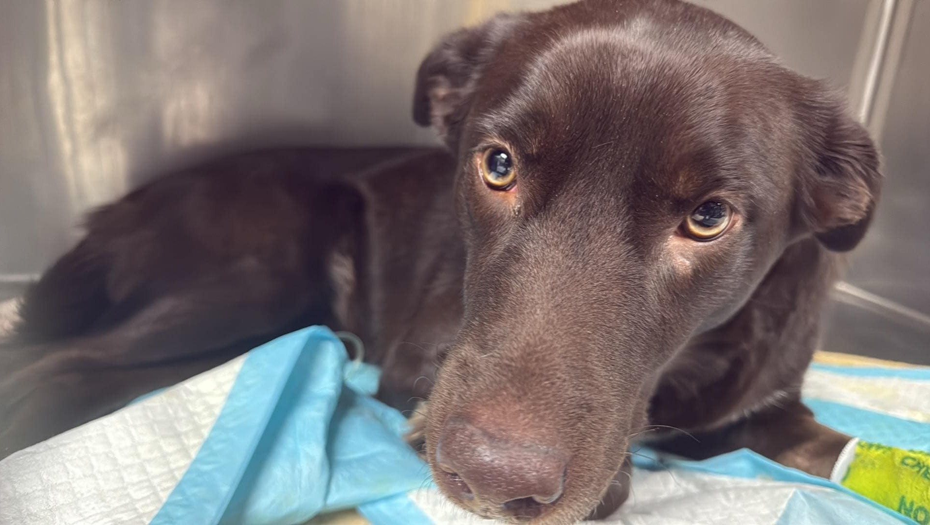 Fundraiser by Kevin Bail : Ally Needs Your Help for Vet Bills