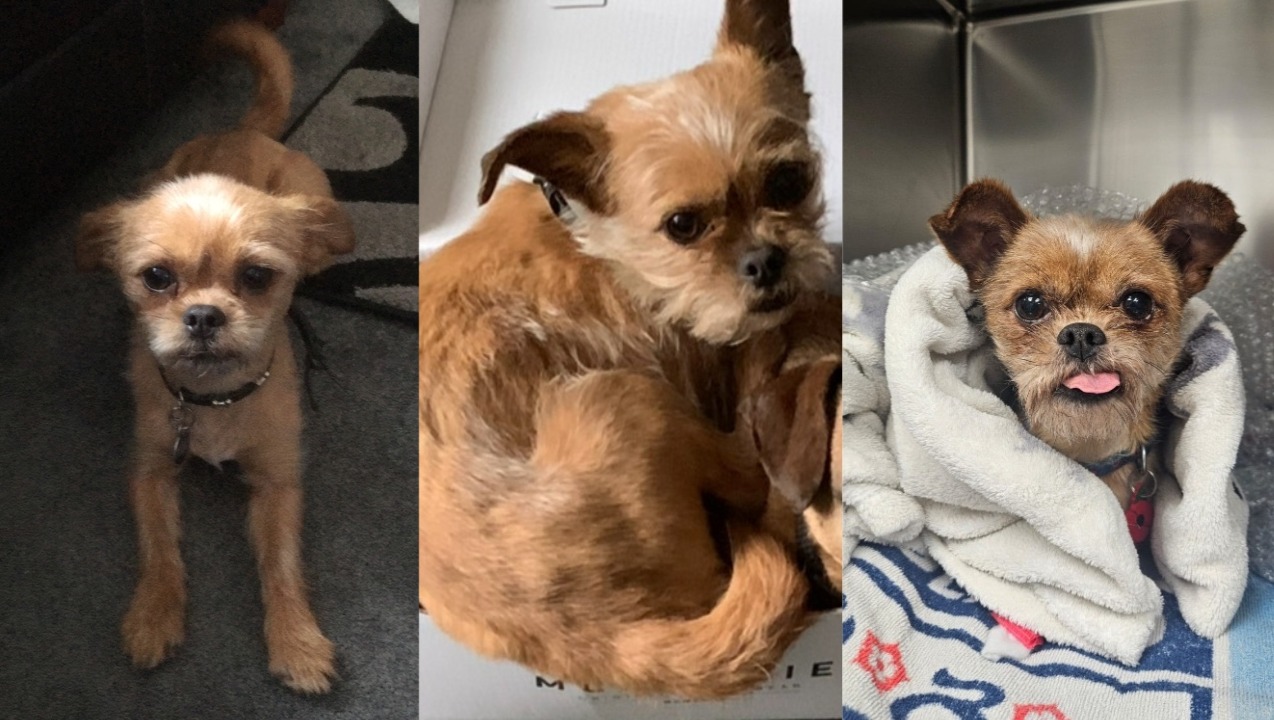 Fundraiser by Robert Rainey : Help Simba get his operation to remove ...