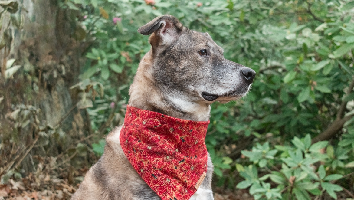 Fundraiser by Lezah Hanna : Stand by Piper in Her Time of Need