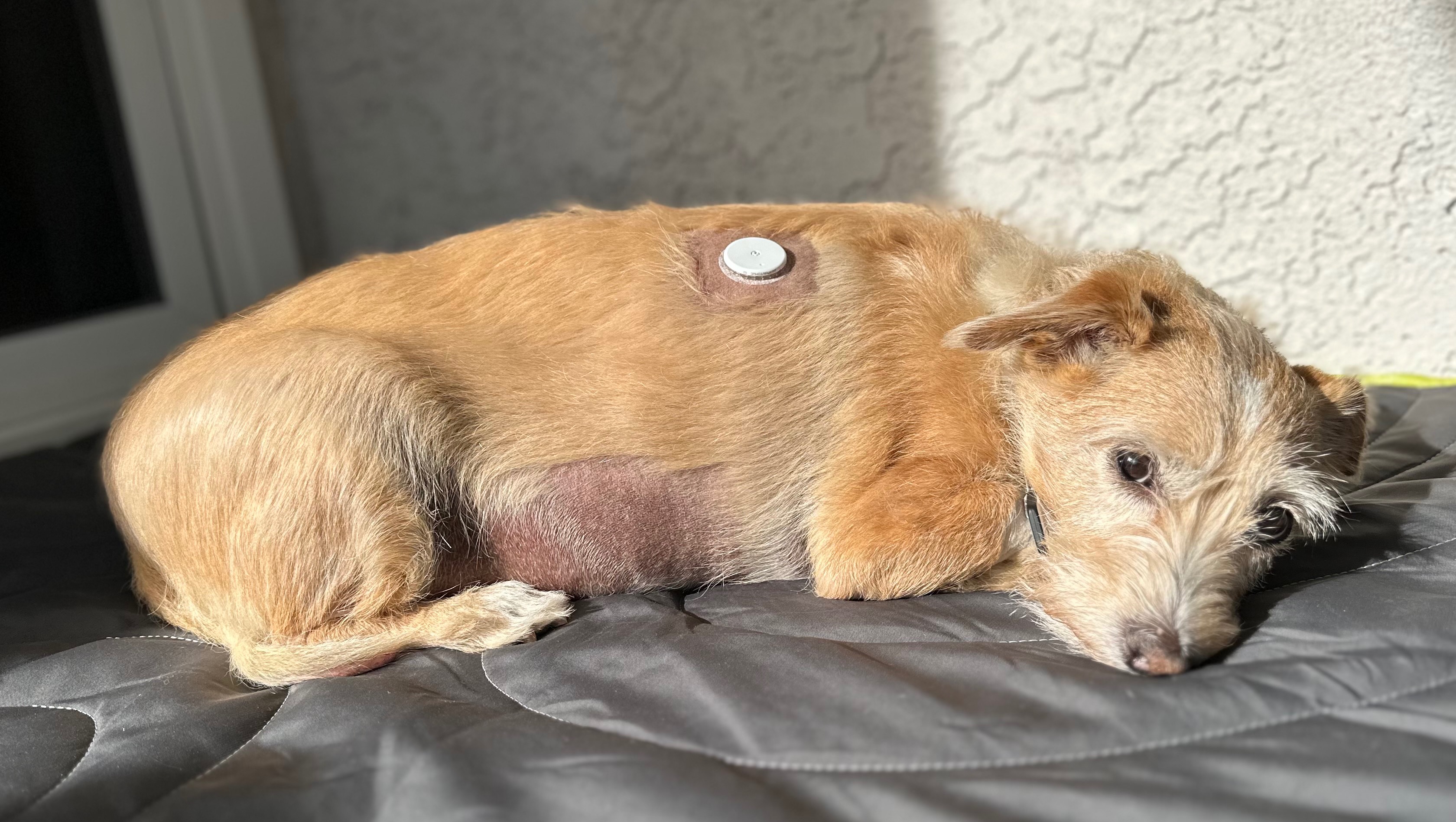 Fundraiser by Michael Gavinet : Help support Busters urgent medical care.