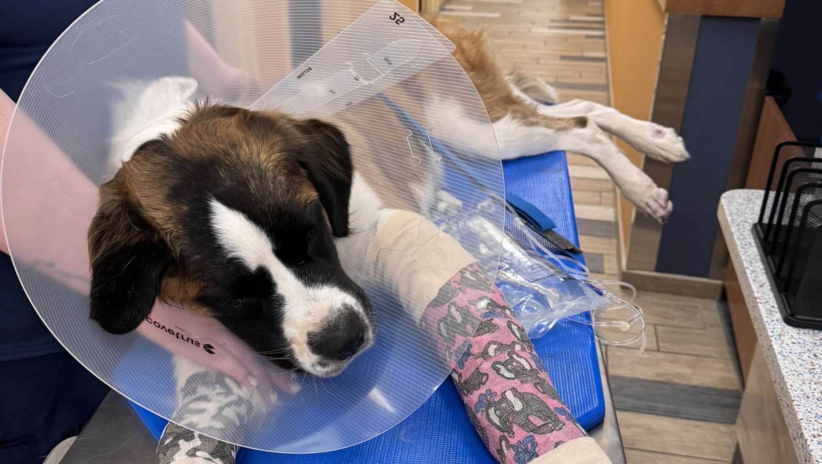 Fundraiser for Luke Bilheimer by Dylan Rostek : Support Margot's ...