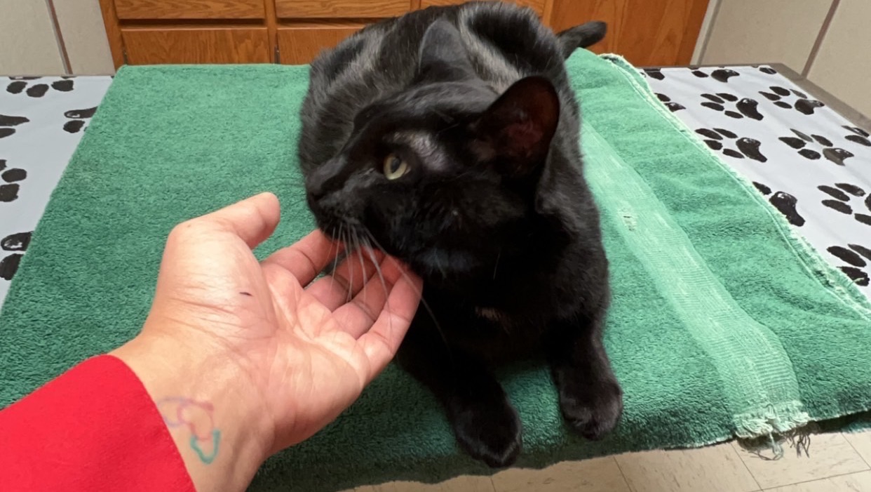 Fundraiser by Michele Armstrong : Help save our Slinky cat during this ...