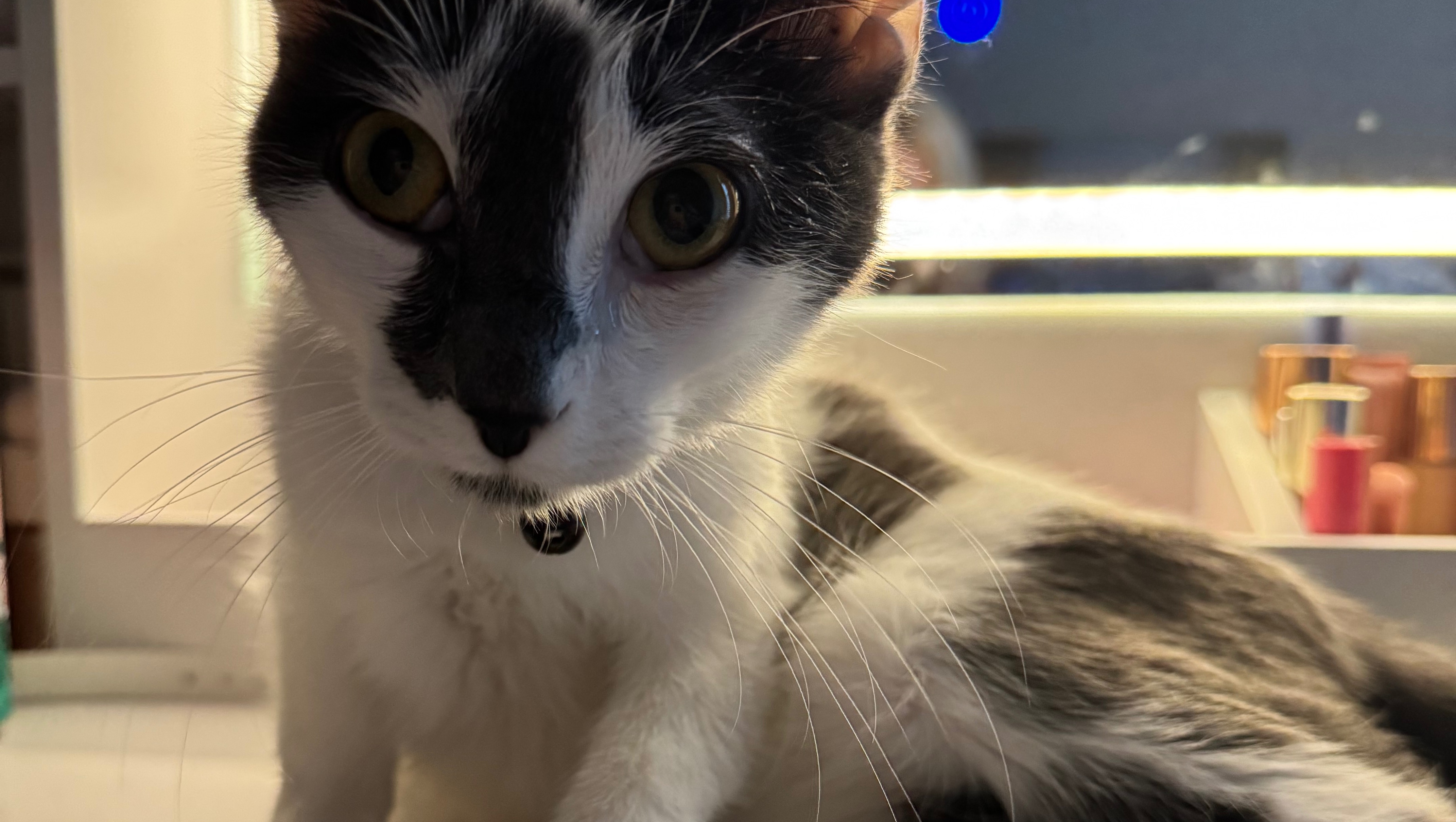 Fundraiser by Emmalise porter : my cat snickers