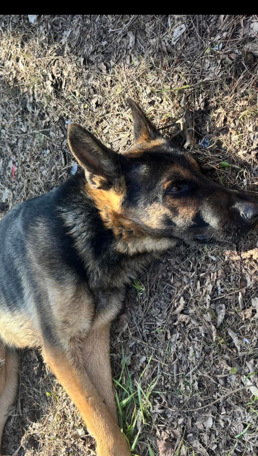 Fundraiser by Rachel Twigg : Join Rachel in Helping a Injured Dog