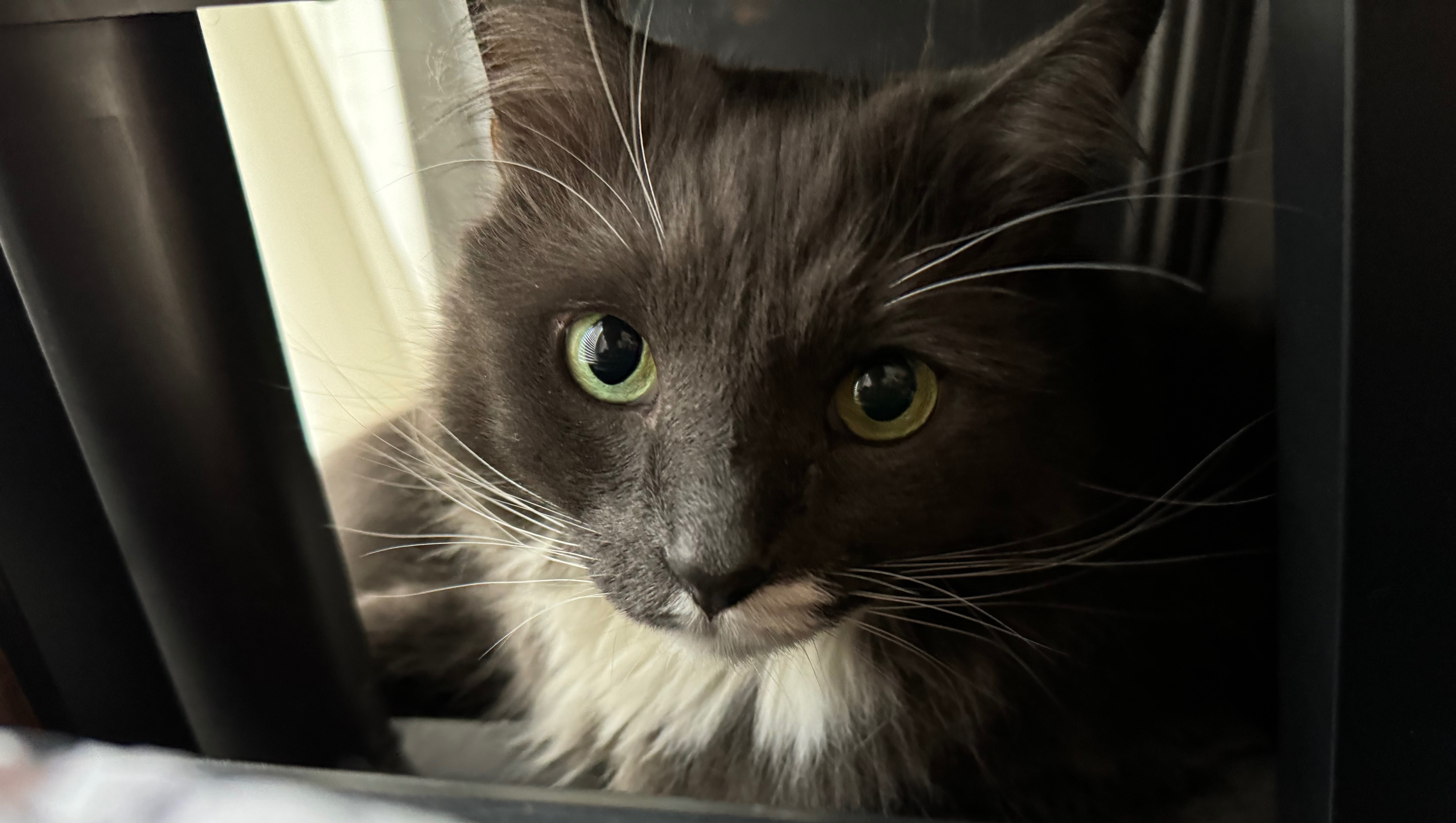 Fundraiser by Stephen Faraone : Help Jaxx Get Life-Saving Surgery