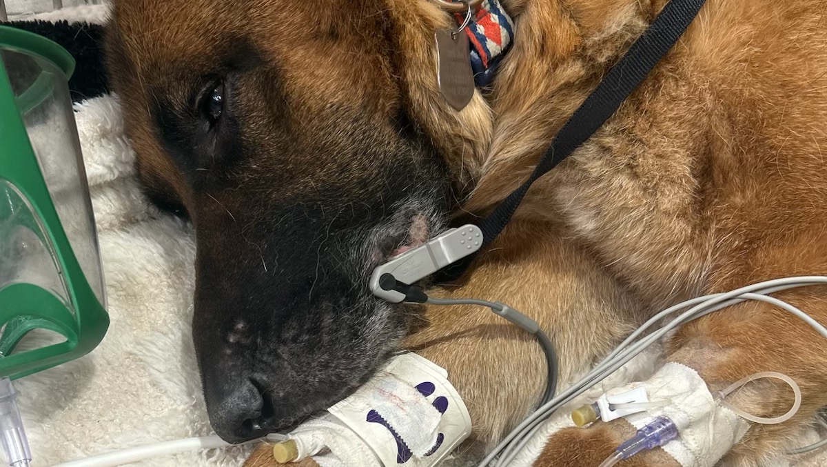 Fundraiser for Octavia Gumbs by Jennifer Bogle : Wesson's Recovery Journey