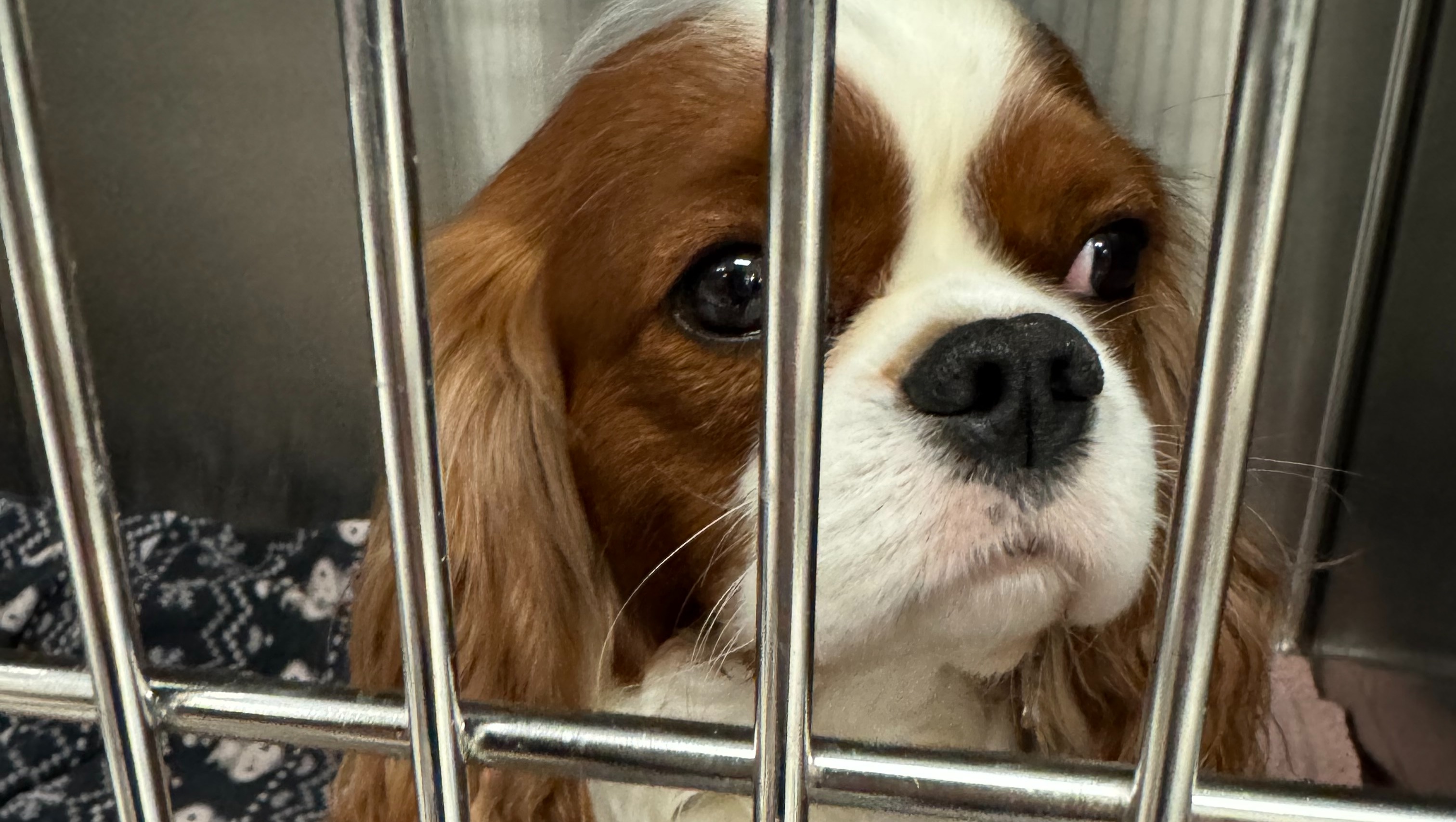 Fundraiser by Julie Chartrand : Les aventures de Tetris