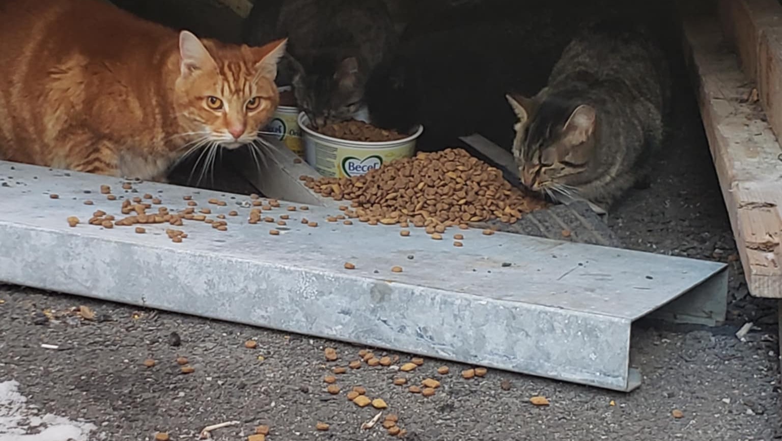 Fundraiser by Roxanne Alain : Aider les chats errants