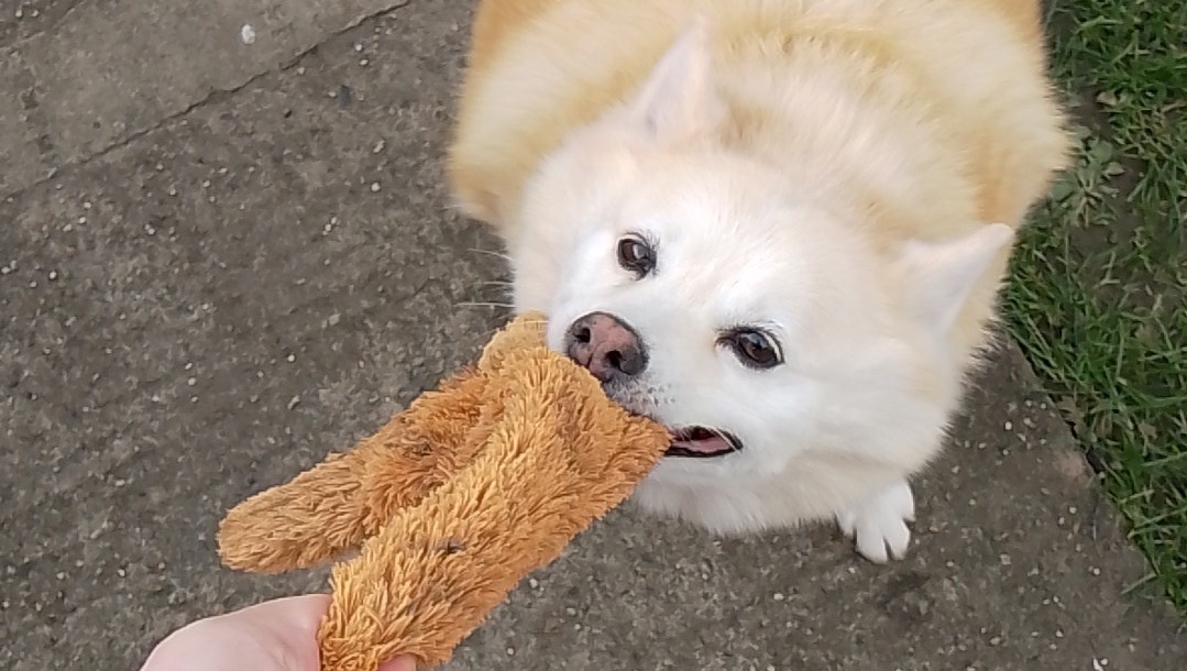 Fundraiser by Jake Stammers : Gooseys cremation ️