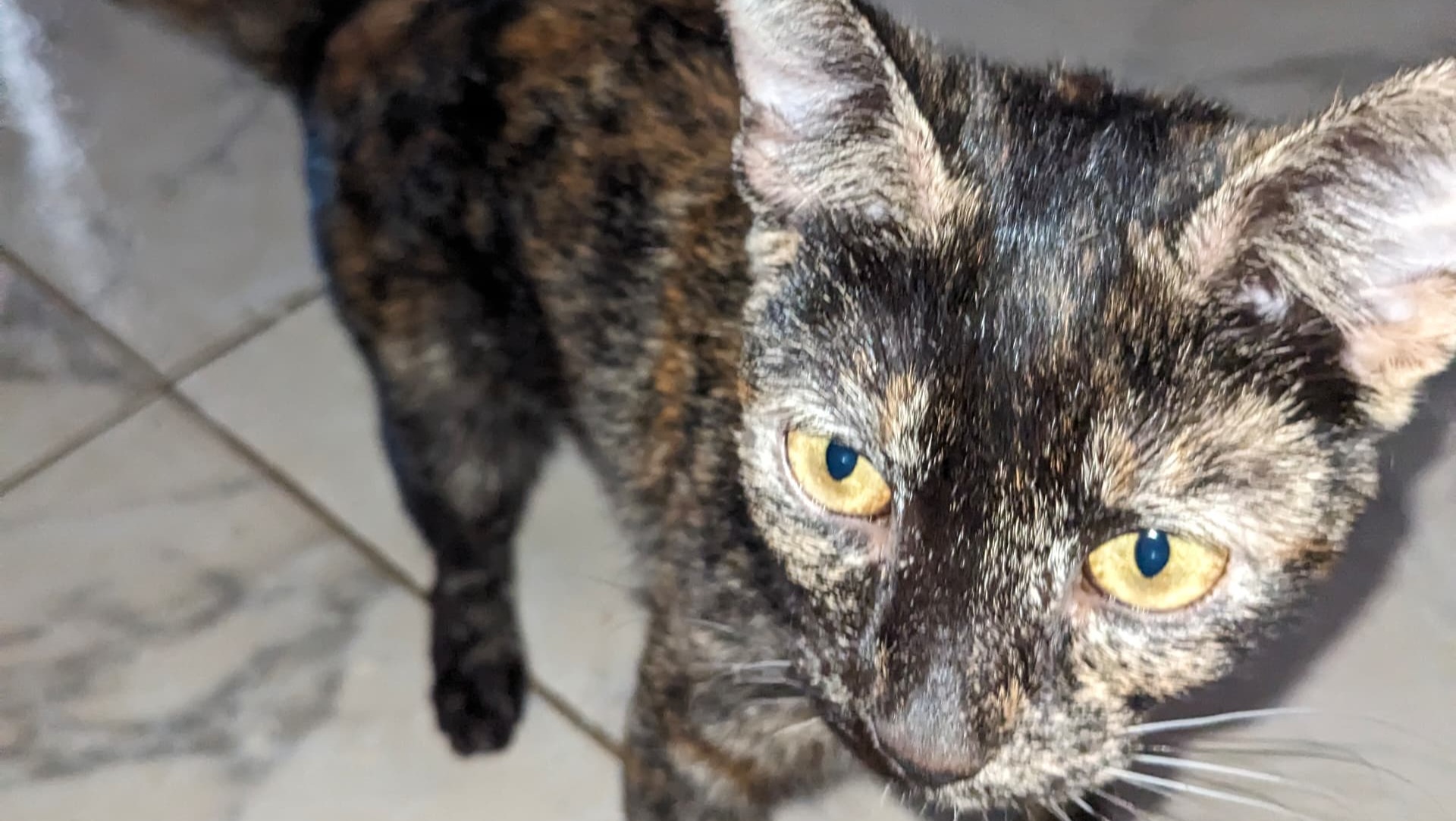 Fundraiser by Daniel Sheffield : Help Roma Walk Again