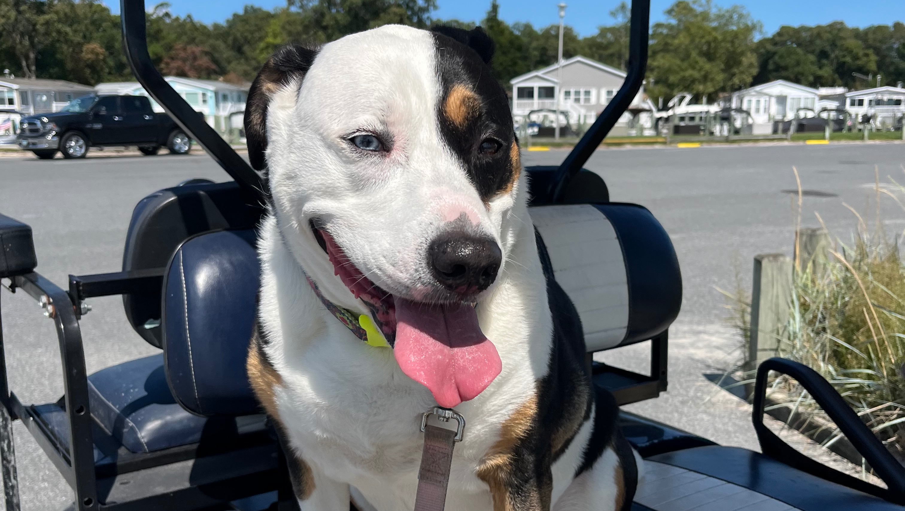 Fundraiser for Pam Dombach by Sarah Truax : Help Bella Get the Surgery ...